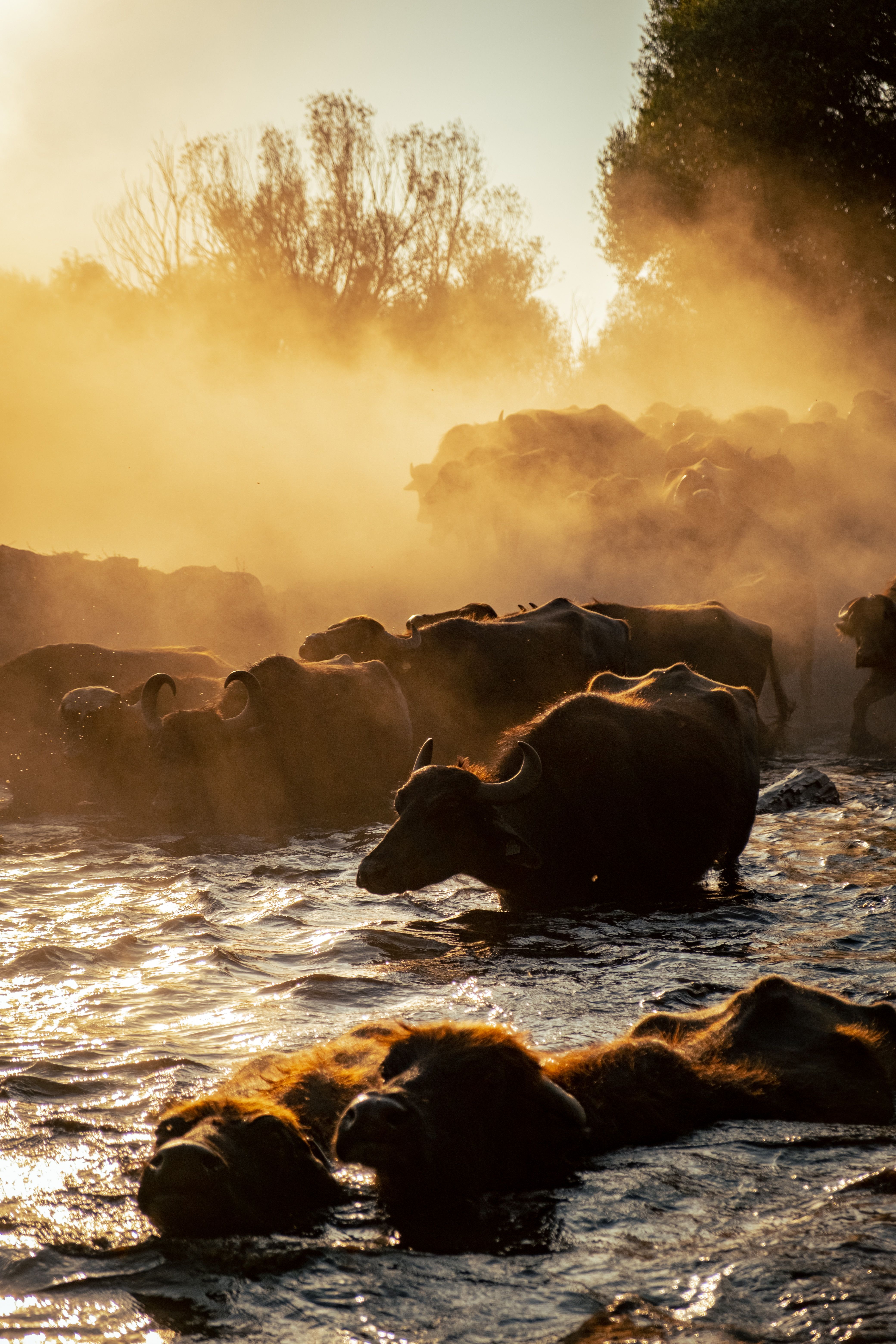 Buffalo In A Storm Photos, Download The BEST Free Buffalo In A Storm ...