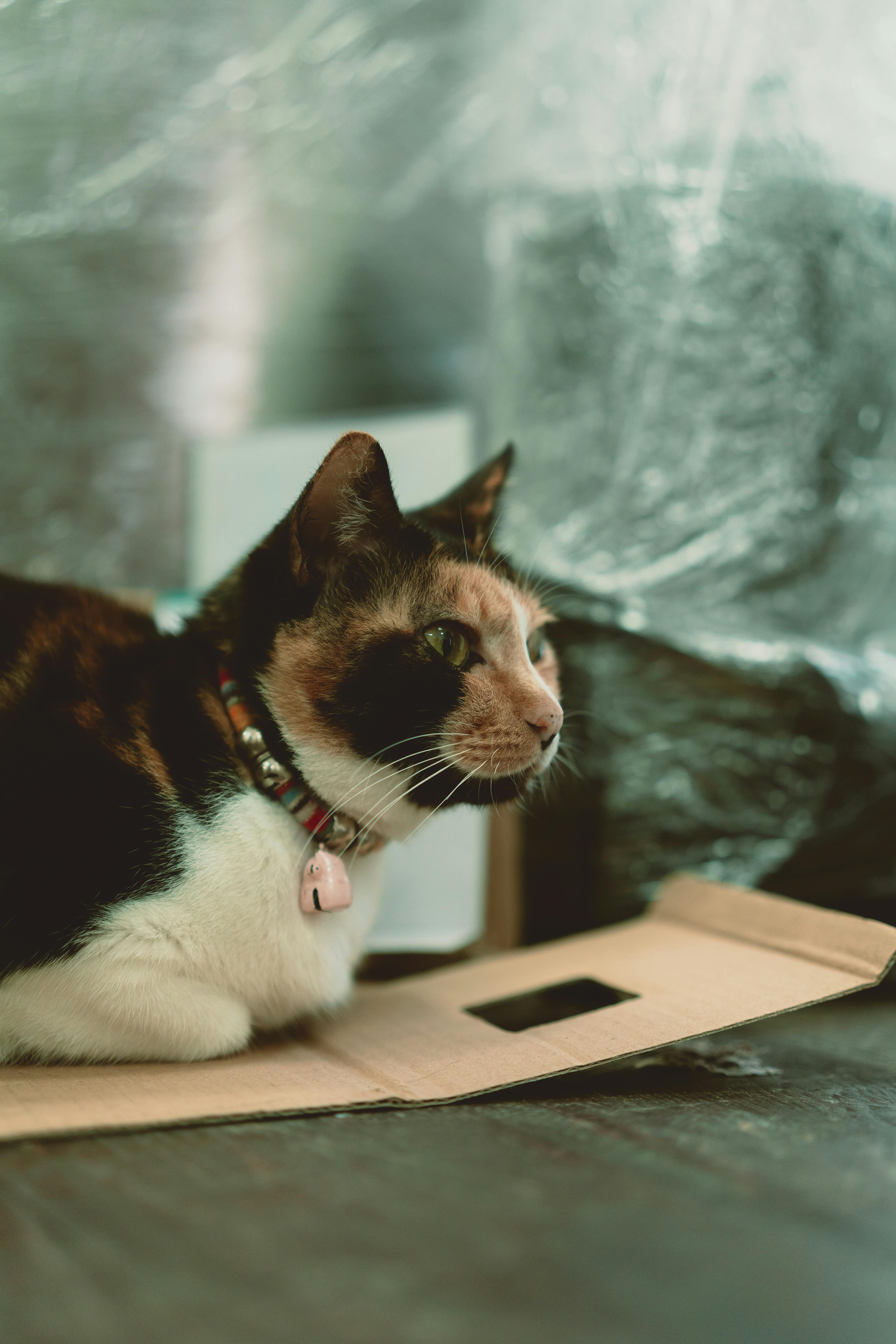A calico cat sitting on a cardboard box · Free Stock Photo