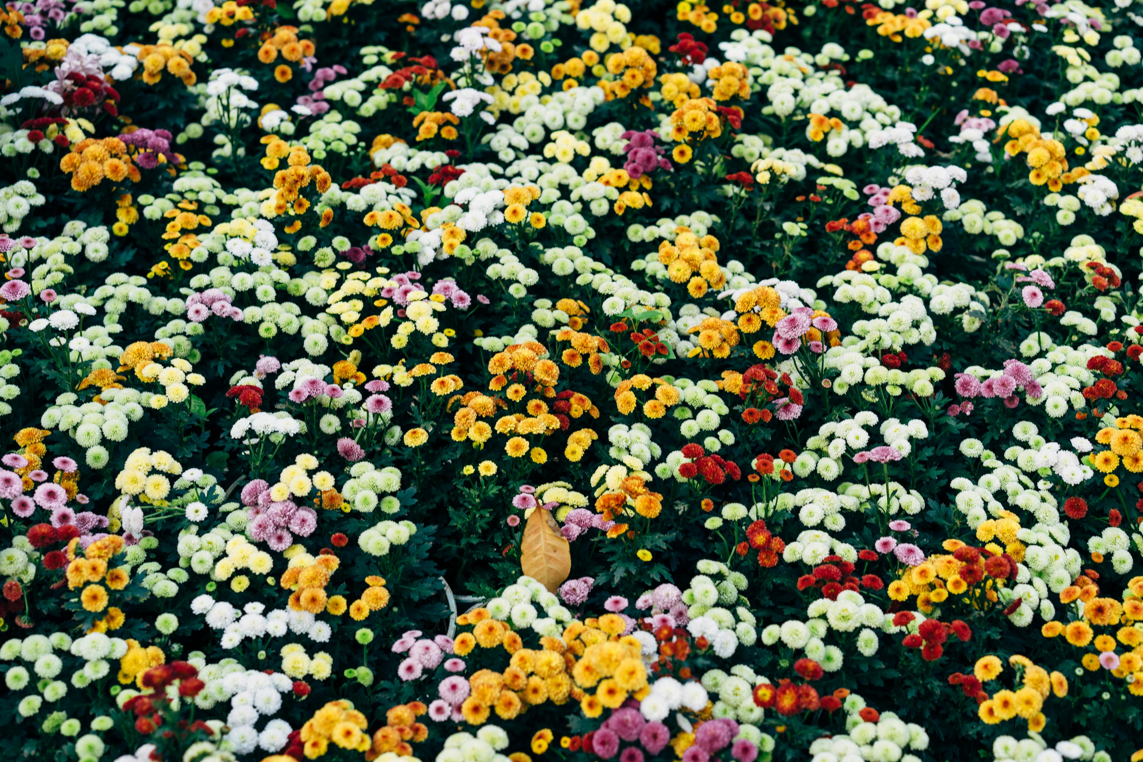 Flower Field · Free Stock Photo