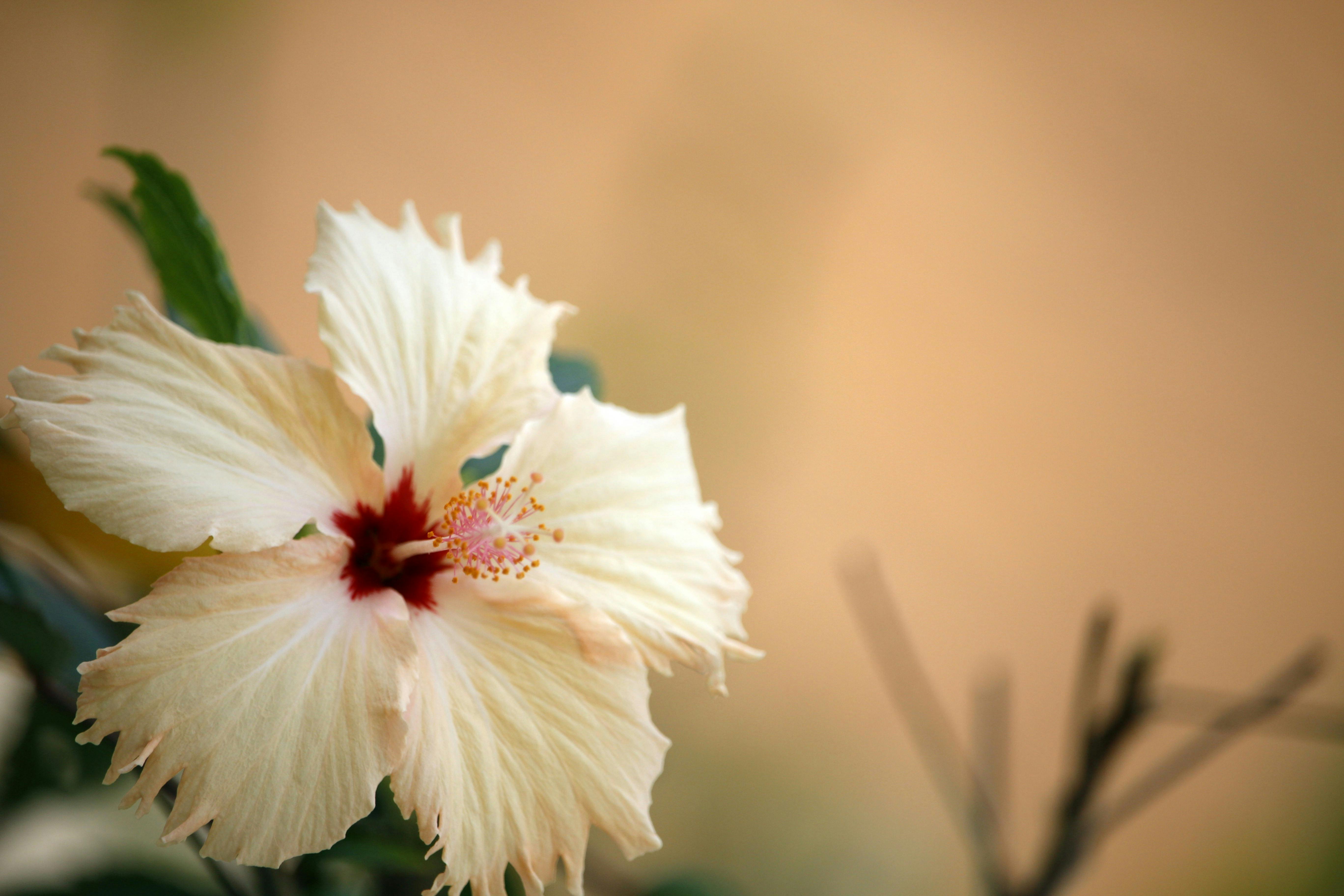 Pink Flower in Tilt Shift Lens · Free Stock Photo