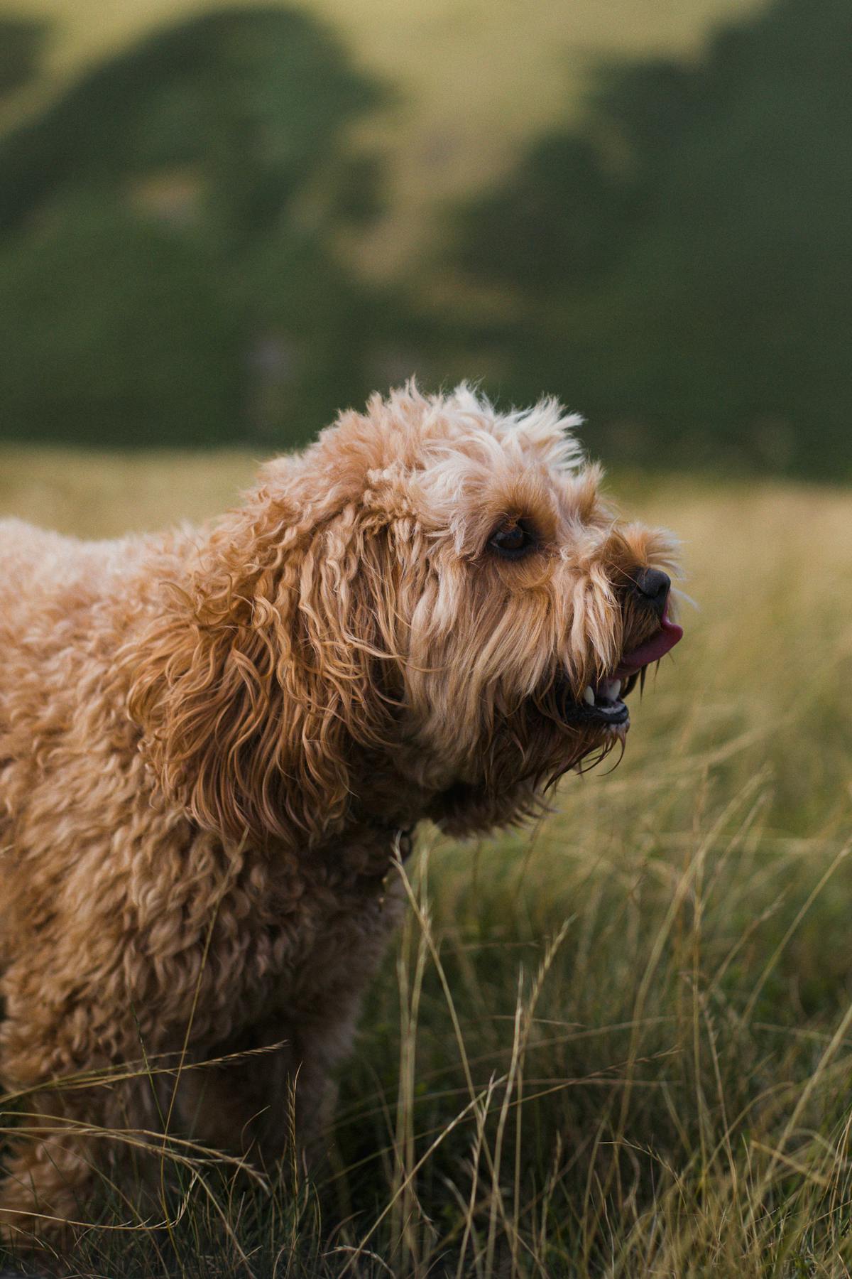 Dog Cockapoo Photos, Download The BEST Free Dog Cockapoo Stock Photos ...