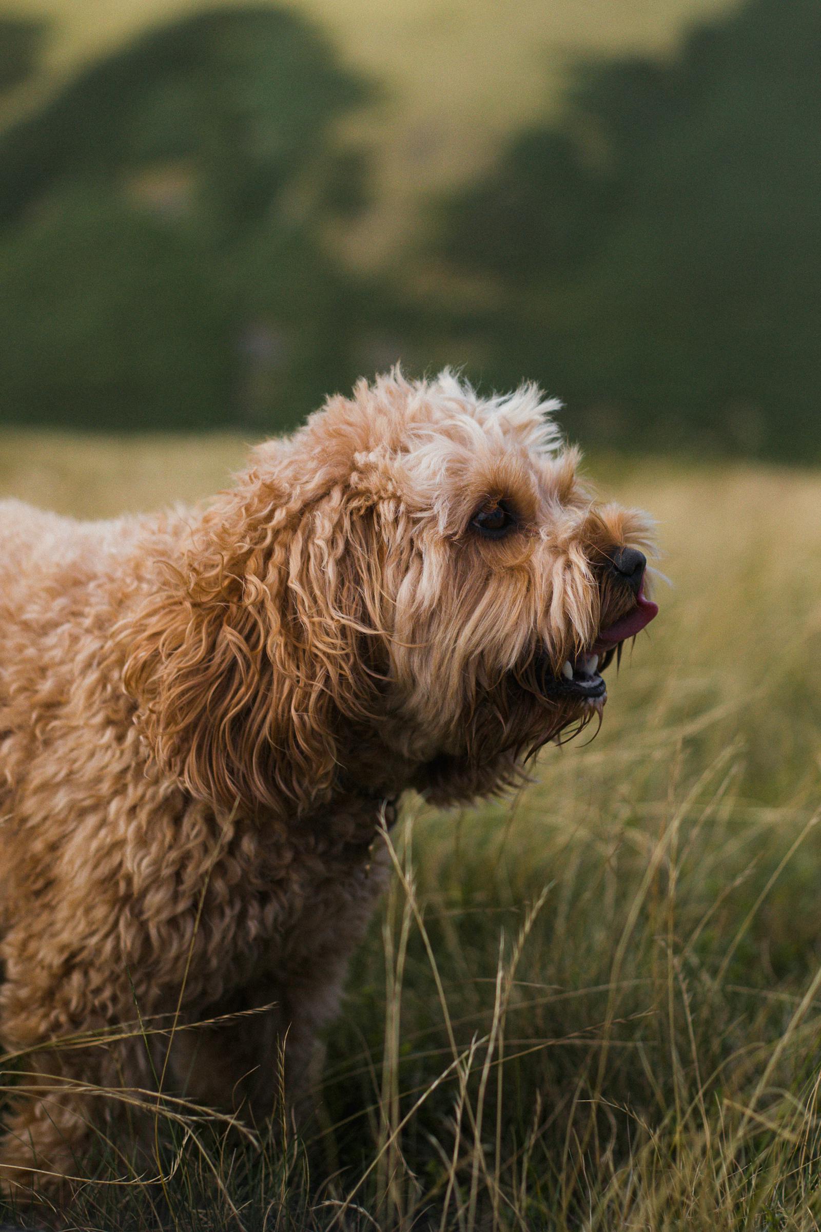 Cockapoo Dog Photos, Download The BEST Free Cockapoo Dog Stock Photos ...