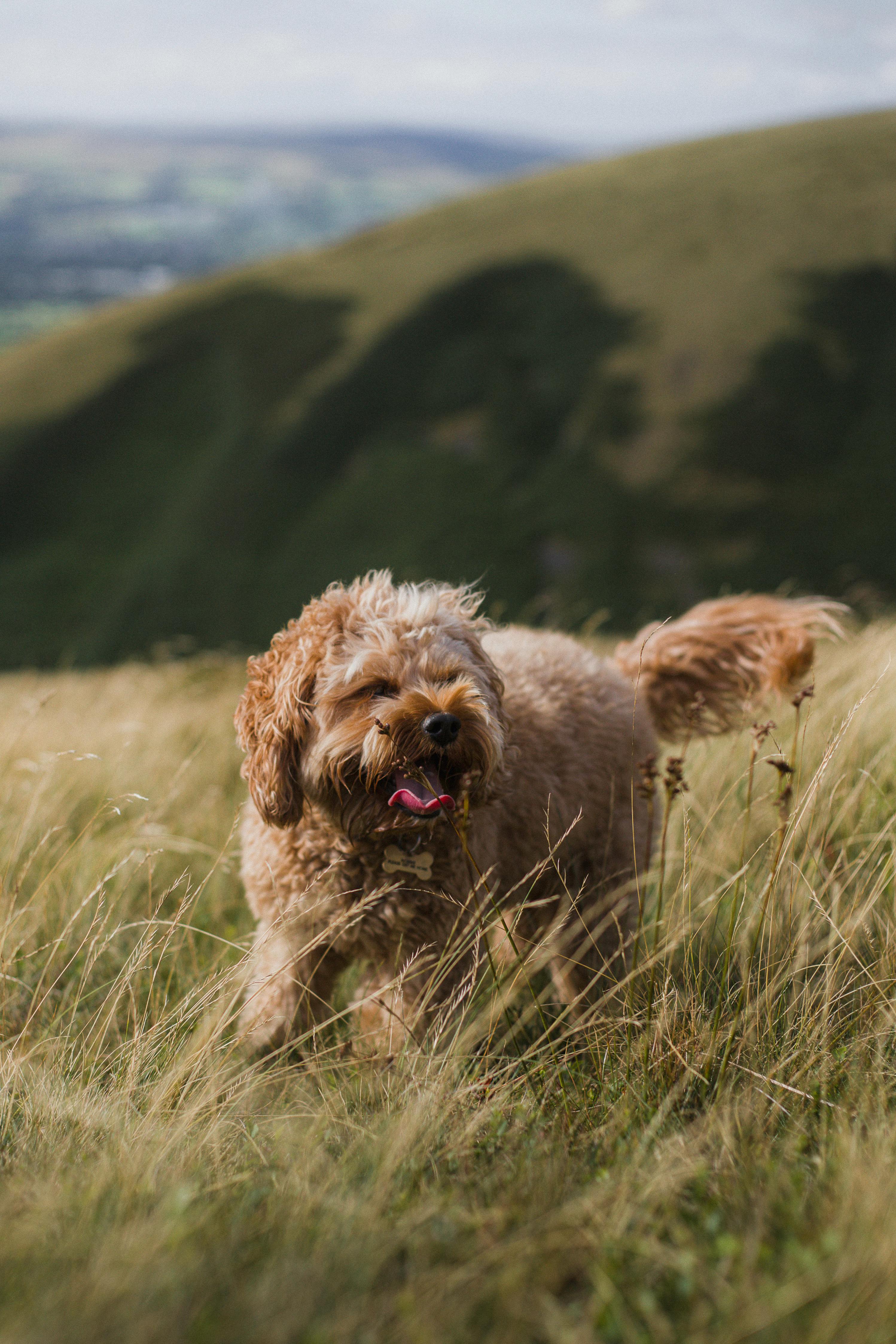 Cockapoo Dog Photos, Download The BEST Free Cockapoo Dog Stock Photos ...