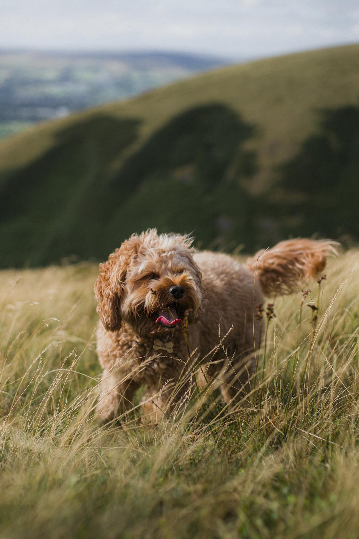 Cockapoo Dog Photos, Download The BEST Free Cockapoo Dog Stock Photos ...
