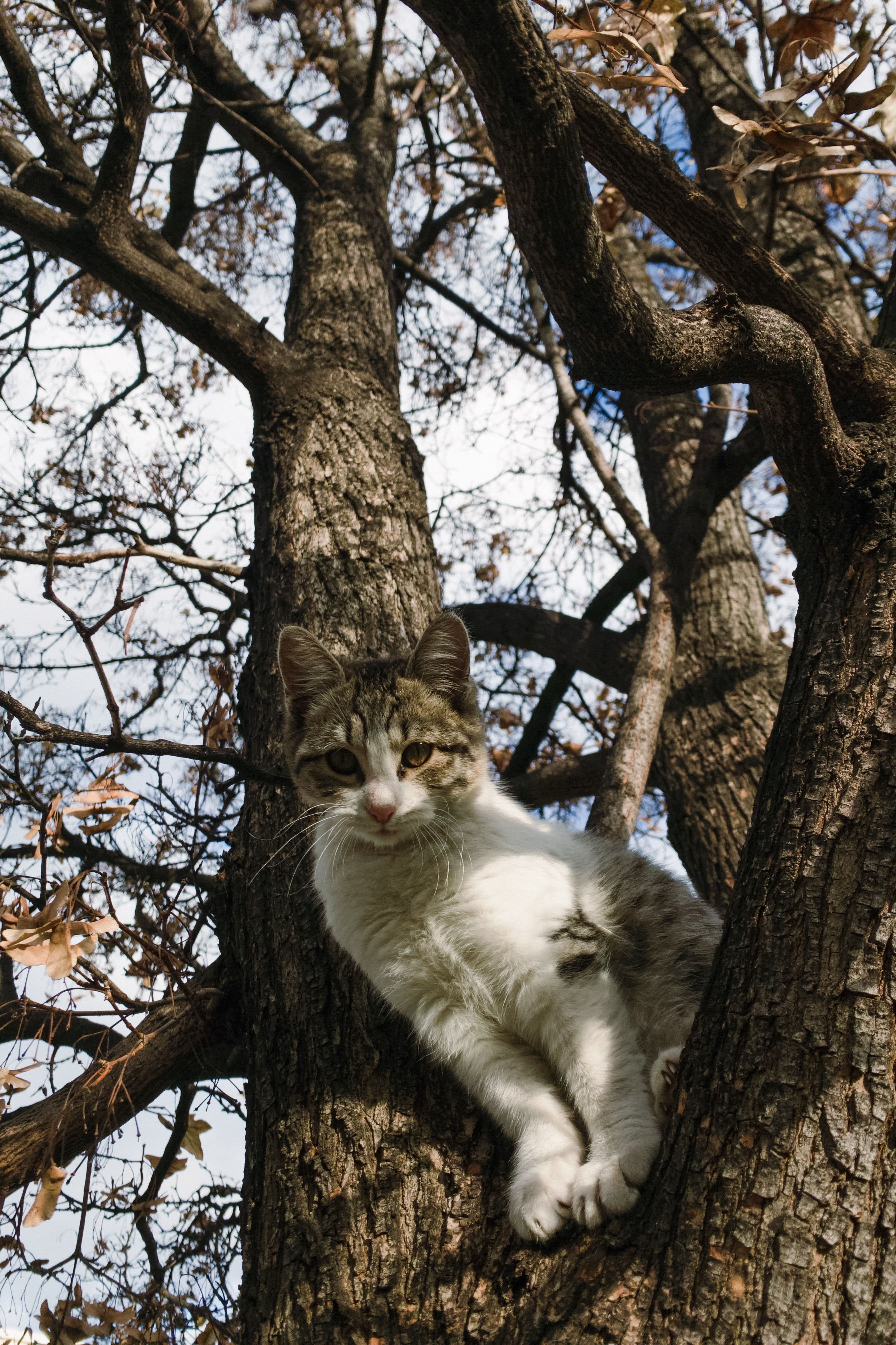 Photo of Cat Climbing on Tree · Free Stock Photo