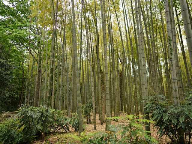 Unlocking the Secrets of Flowering Bamboo Plants' Life Cycle
