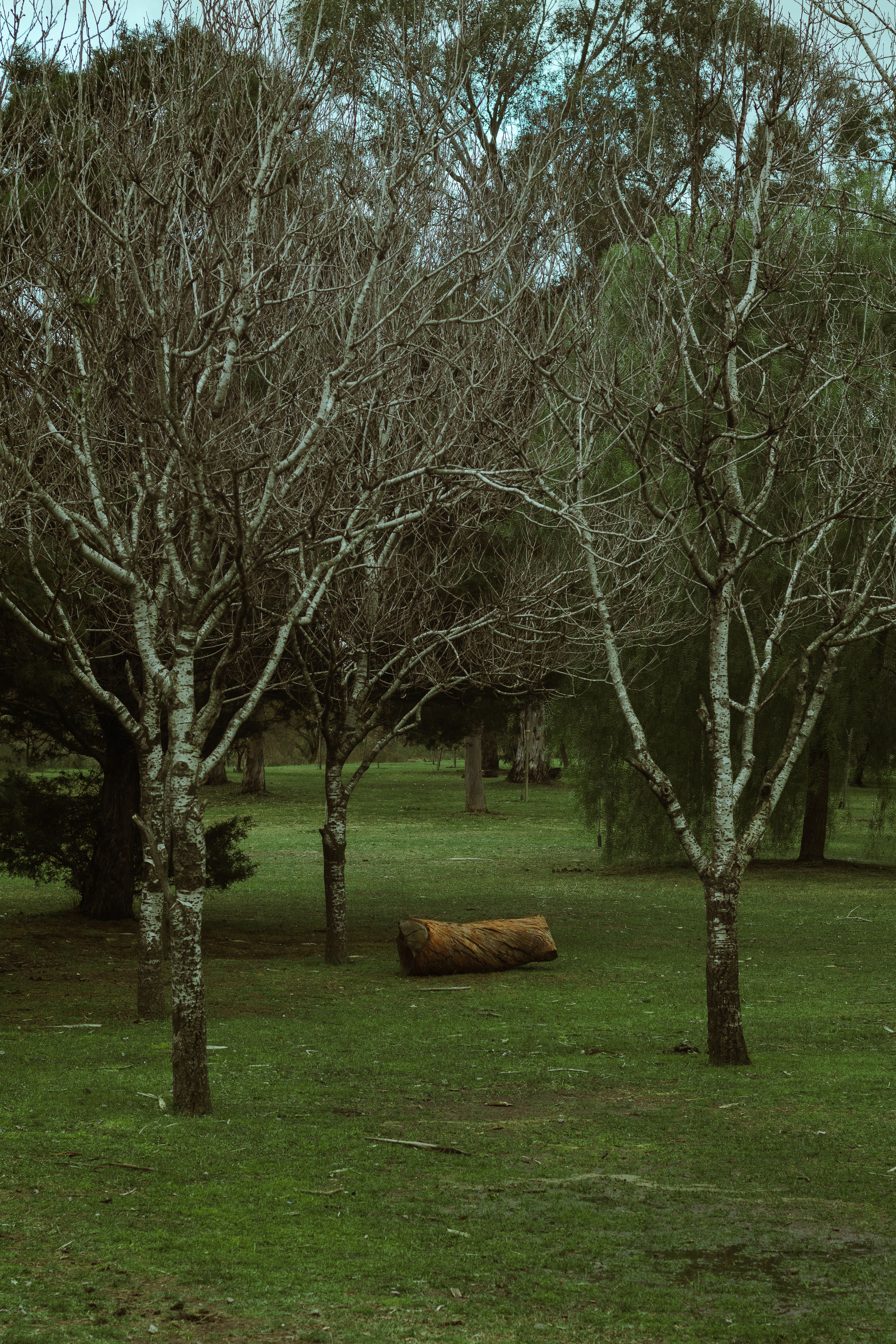 A field with trees and a log in the middle · Free Stock Photo
