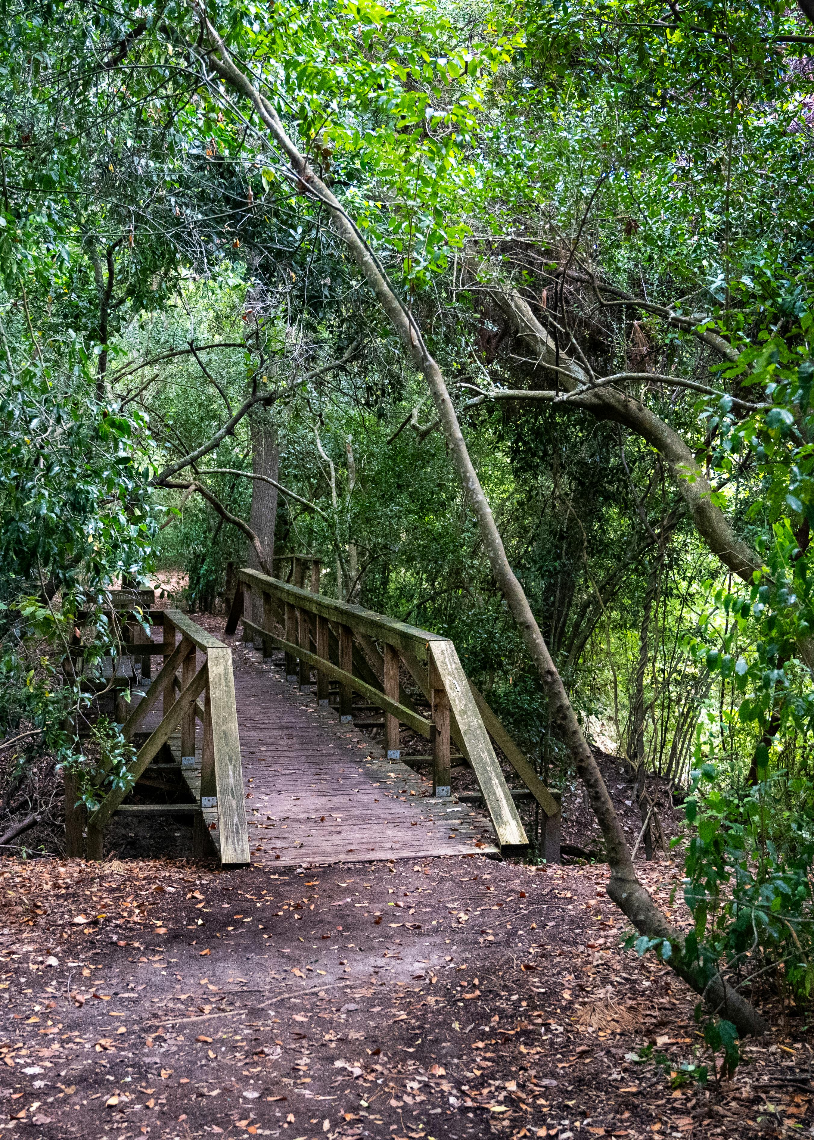 Brown Wooden Bridge Beside Green Leafy Trees · Free Stock Photo