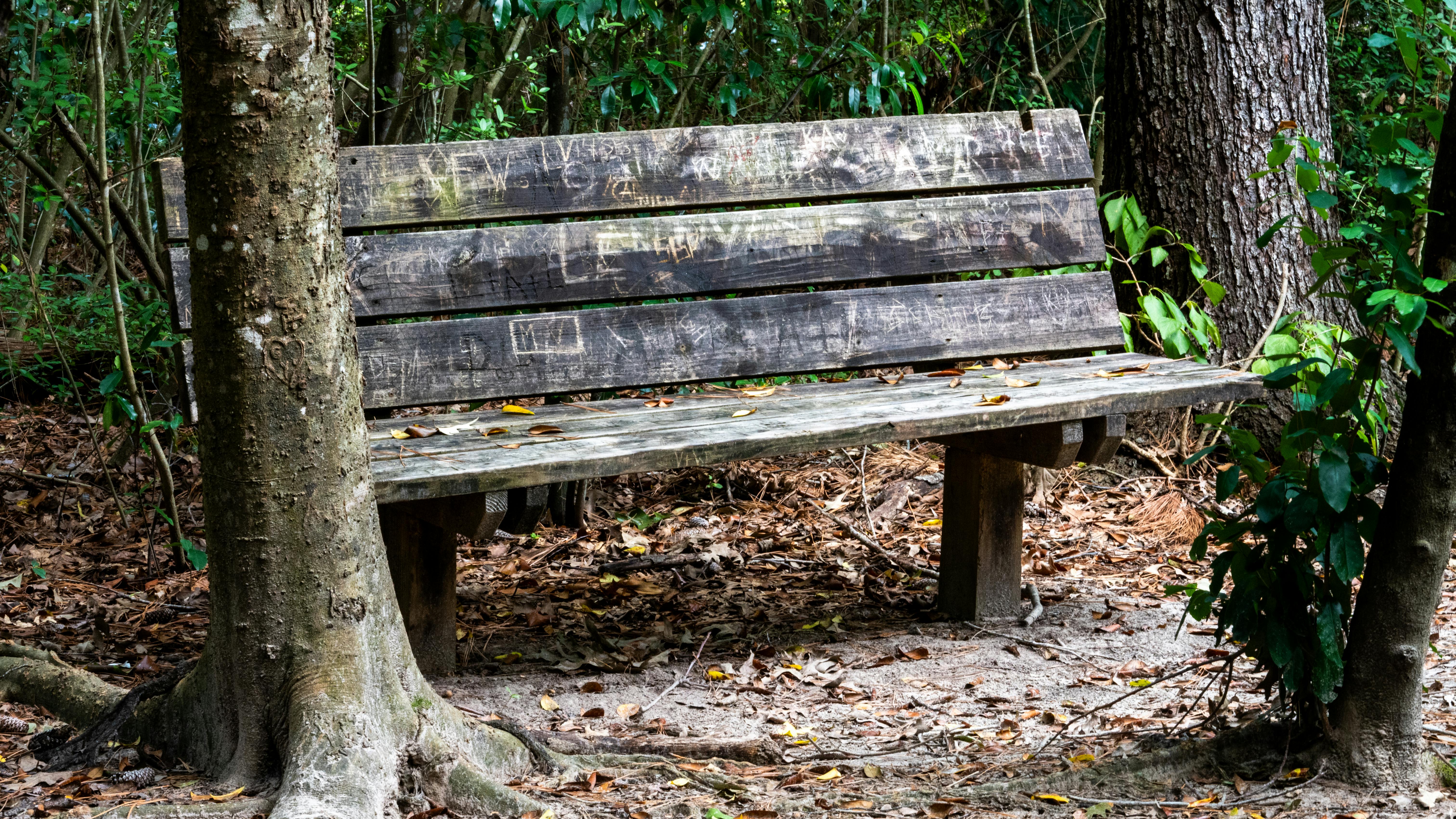 Weathered Wooden Bench in a Forest Setting · Free Stock Photo