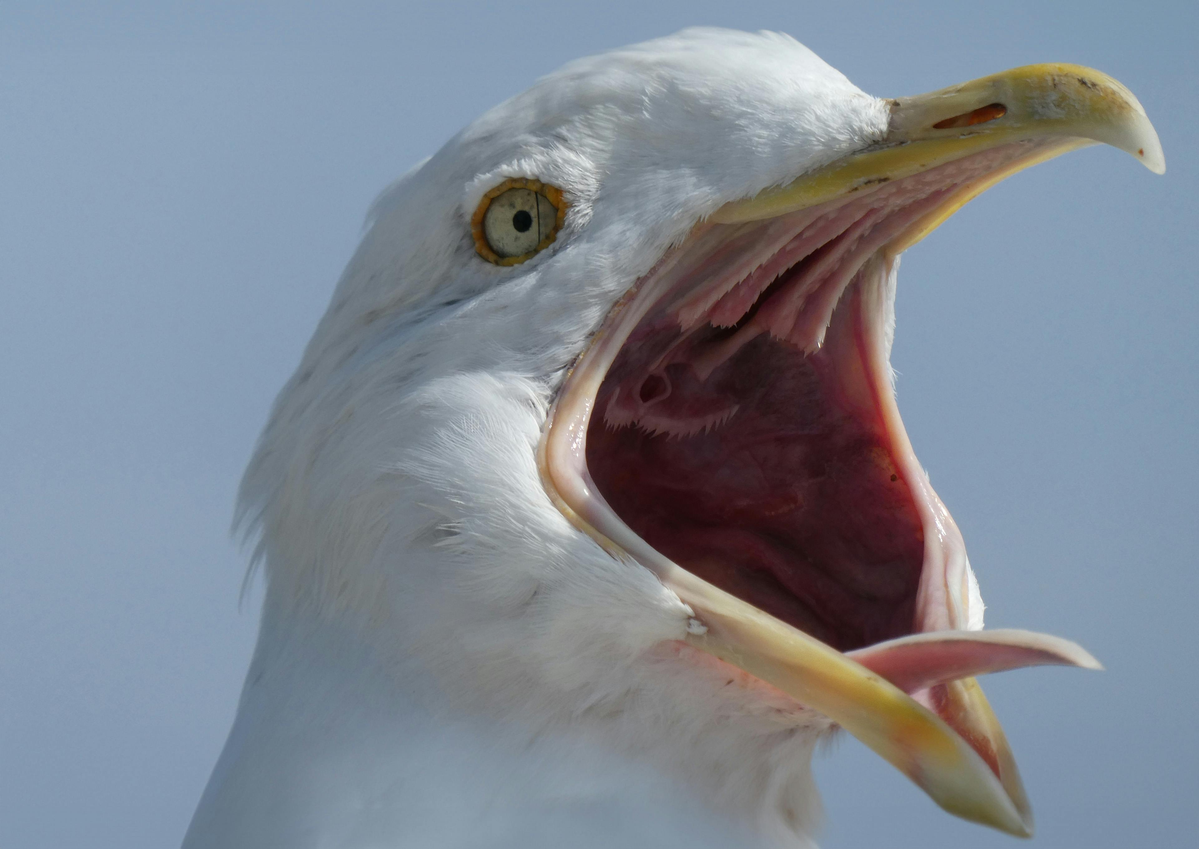 A seagull with its mouth open and its beak open · Free Stock Photo