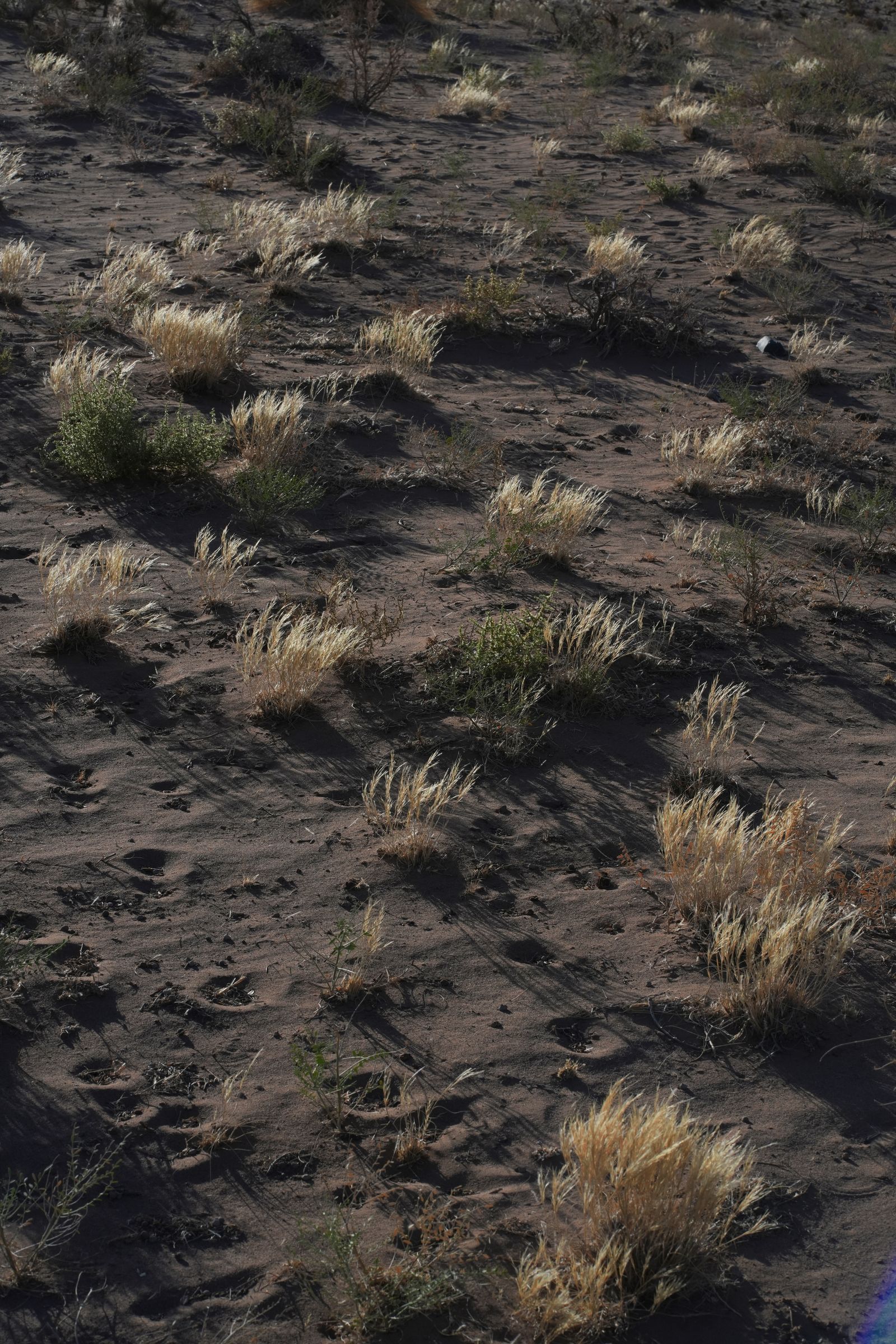 Sparse Grass Photos, Download The BEST Free Sparse Grass Stock Photos ...