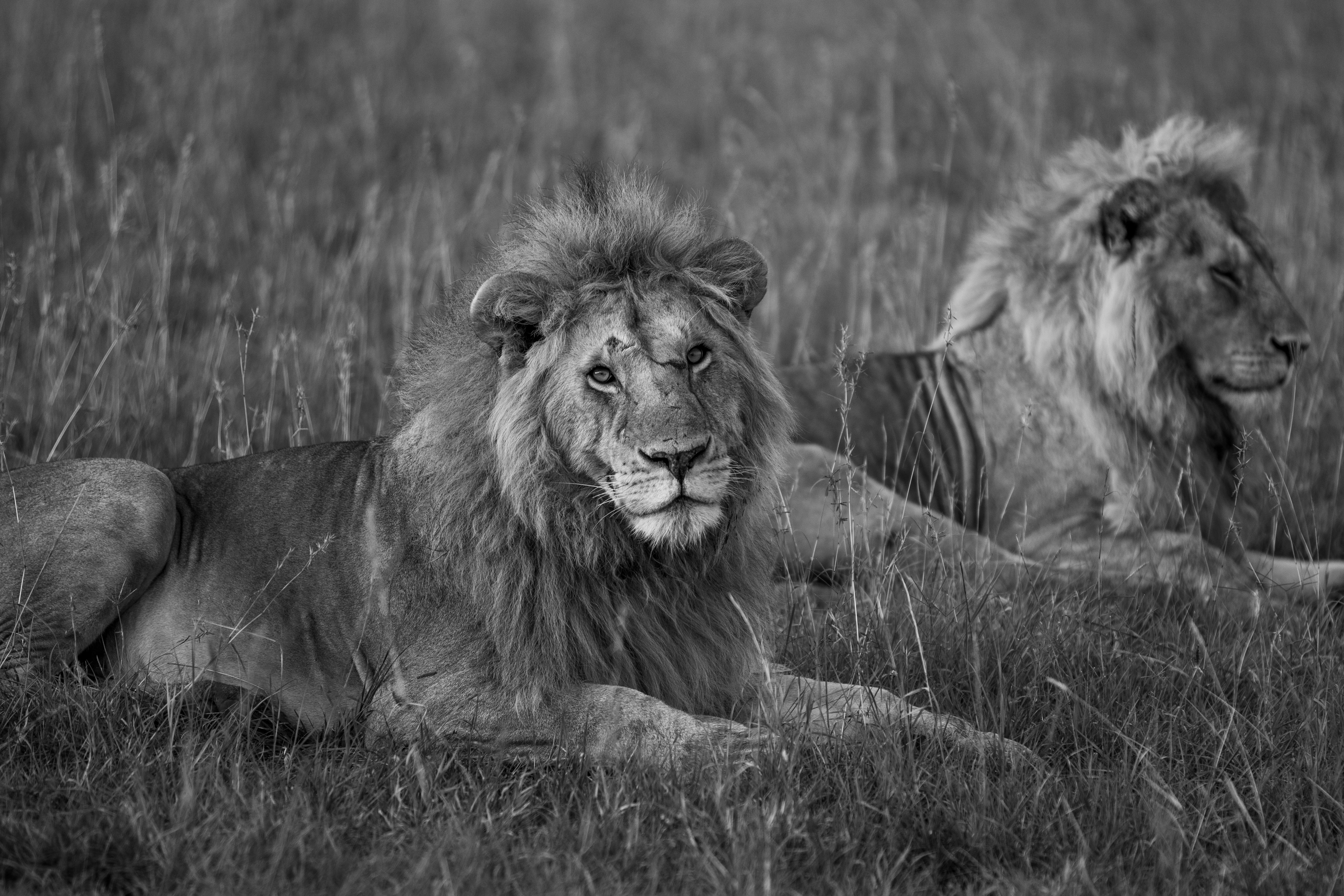 Grayscale Photo of a Lion Statue · Free Stock Photo