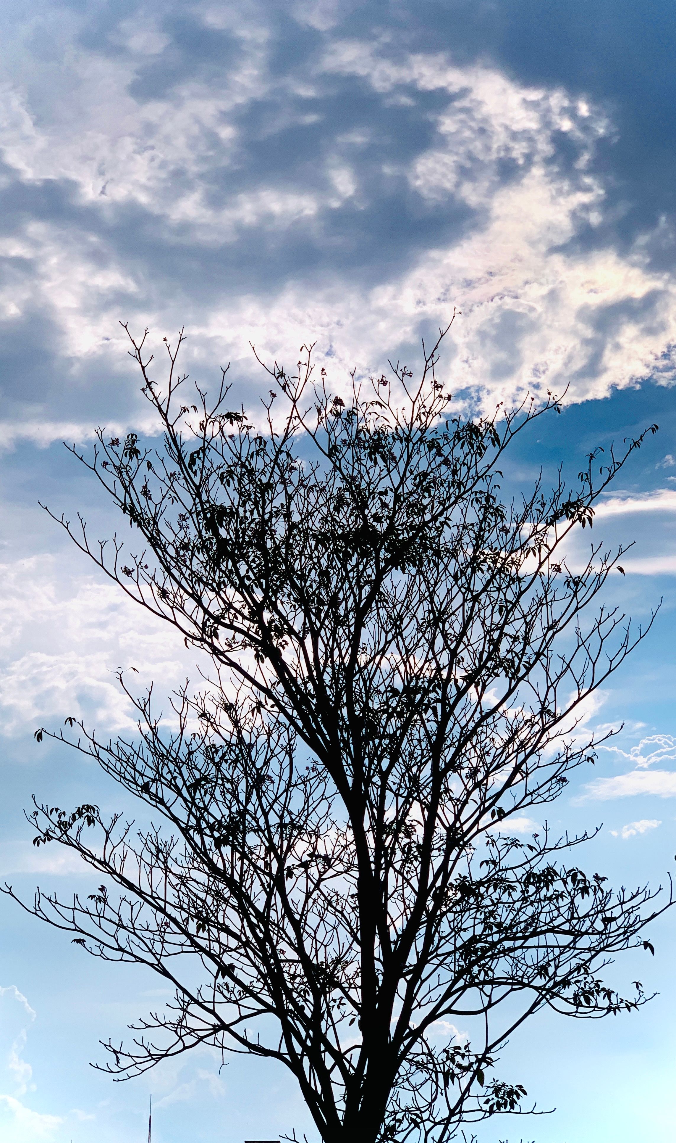 A tree with a blue sky and clouds in the background · Free Stock Photo