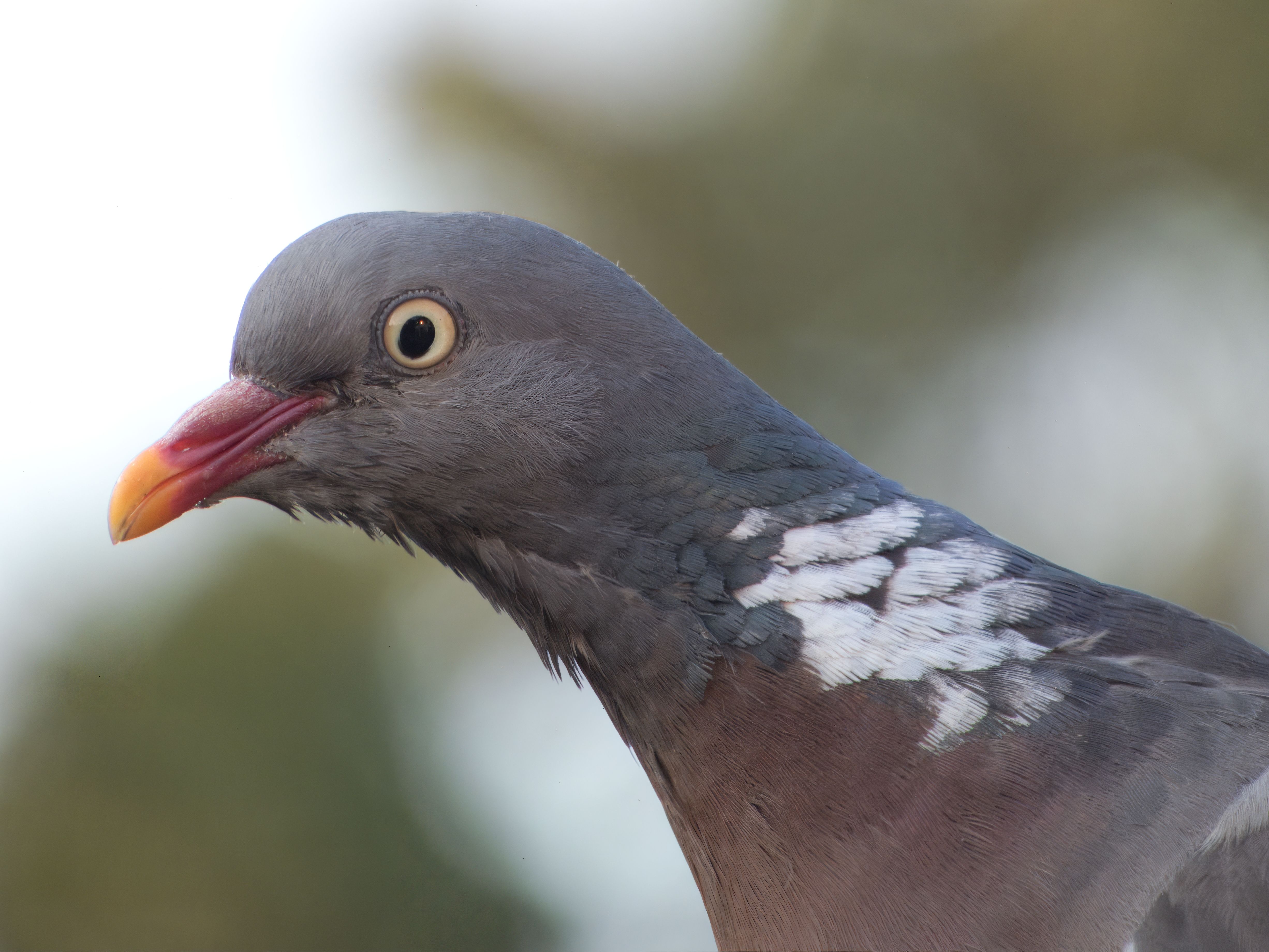 Head of Pigeon · Free Stock Photo