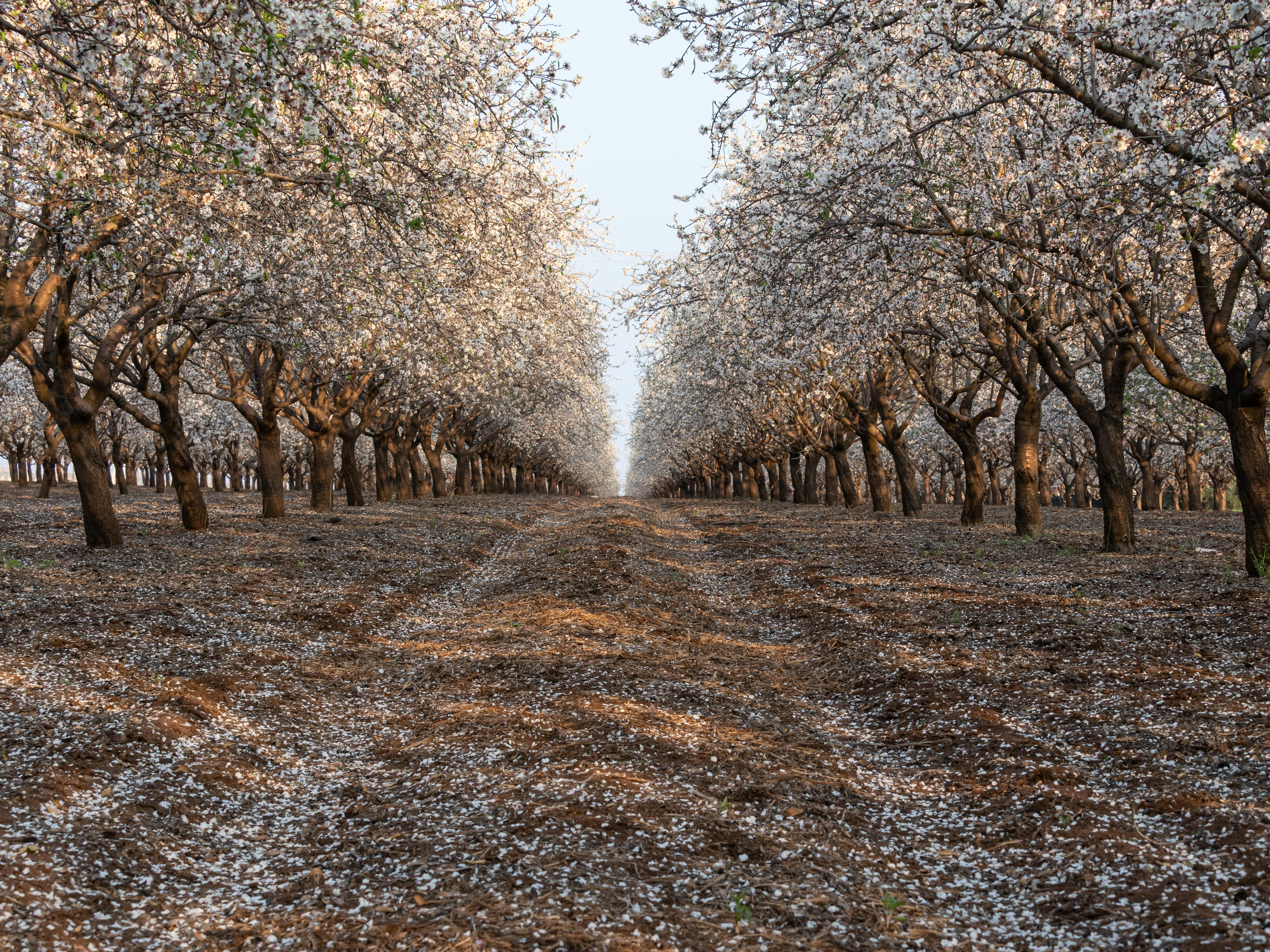 Almond Orchard Photos, Download The BEST Free Almond Orchard Stock ...