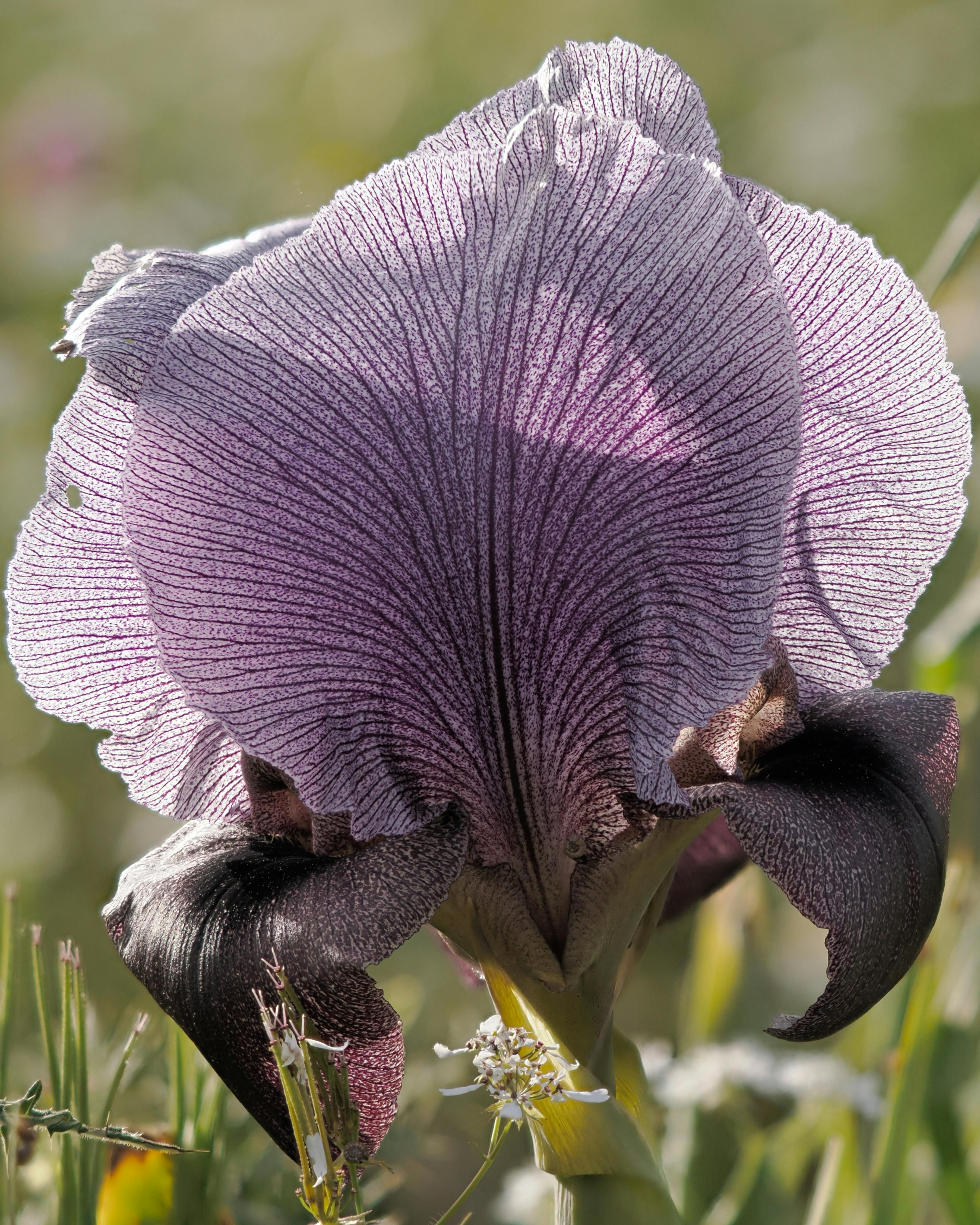 Rare Plant Photos, Download The BEST Free Rare Plant Stock Photos & HD ...