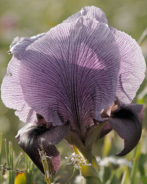 Rare Plant Photos, Download The BEST Free Rare Plant Stock Photos & HD ...