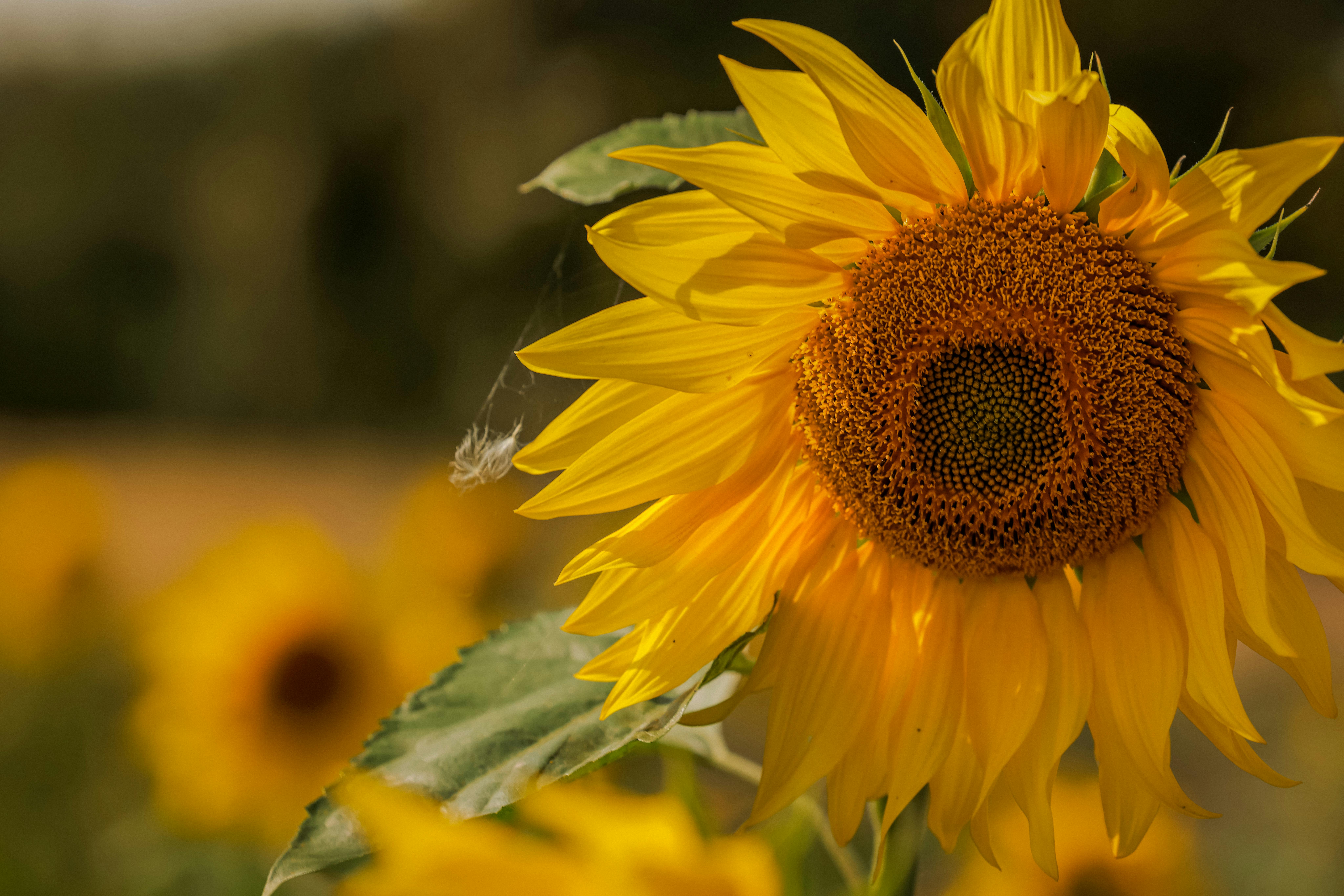 Woman Walking in Bed of Sunflowers · Free Stock Photo