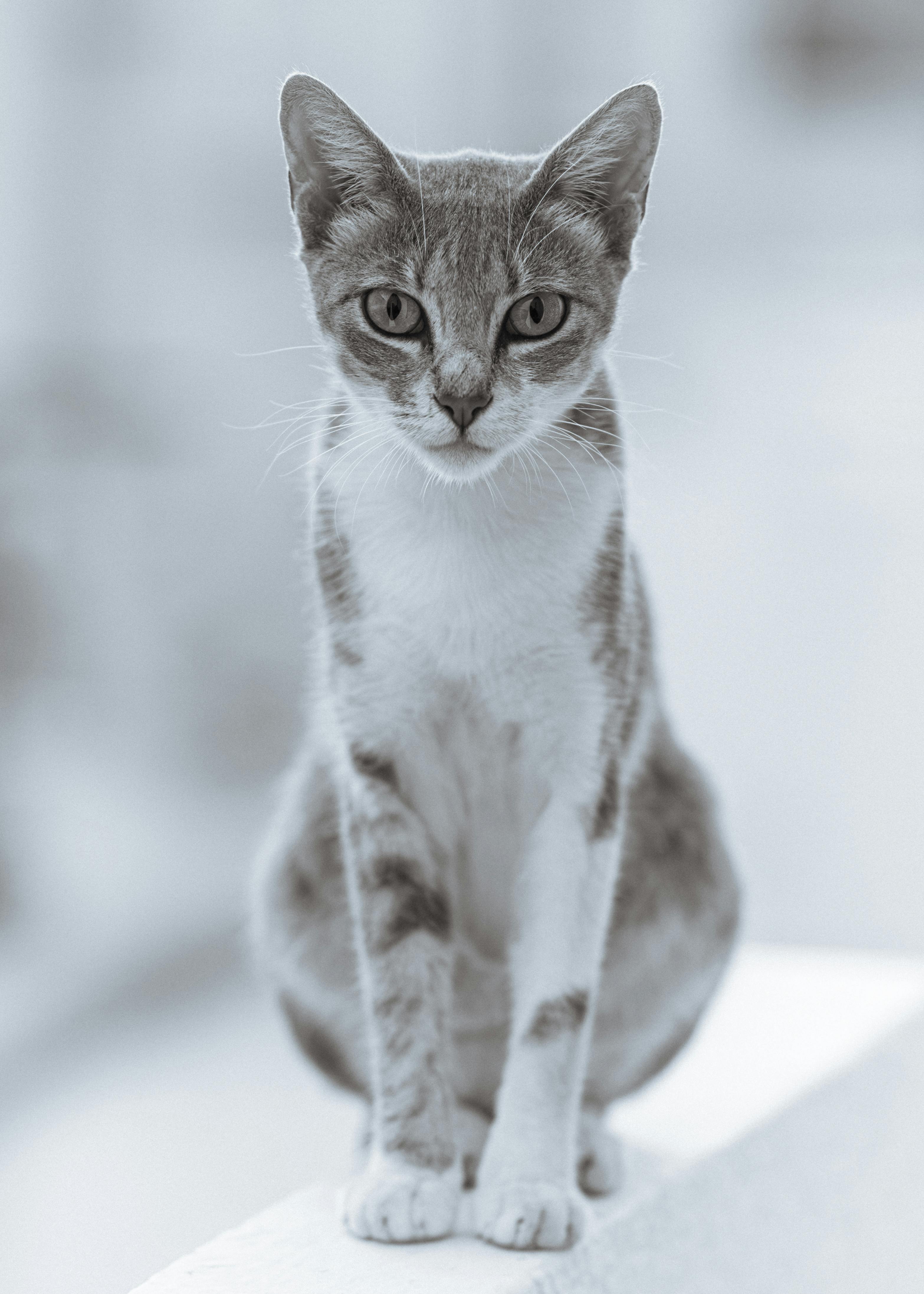 Cat Balancing On Door Photos, Download The BEST Free Cat Balancing On ...