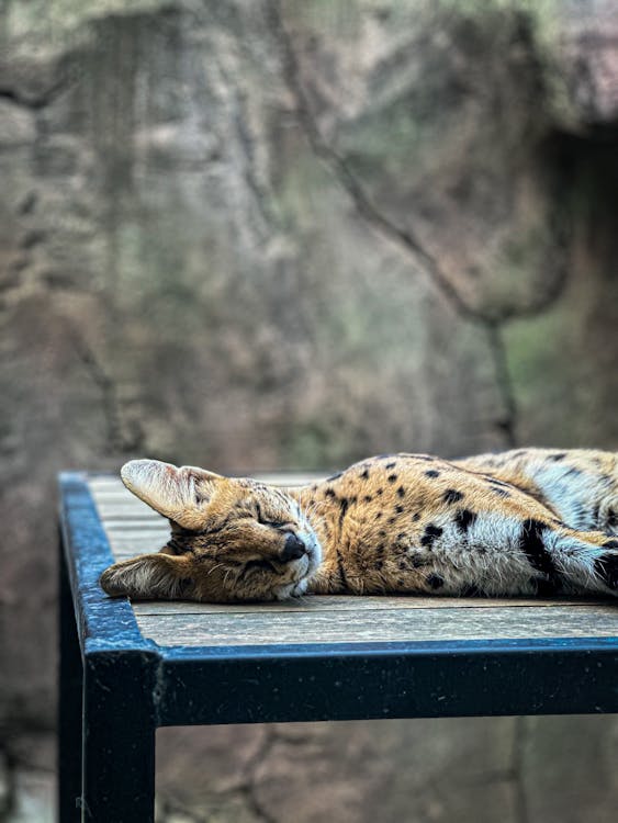 Základová fotografie na téma africká kočka, chování zvířat, denní ... Základová fotografie na téma africká kočka, chování zvířat, denní ...