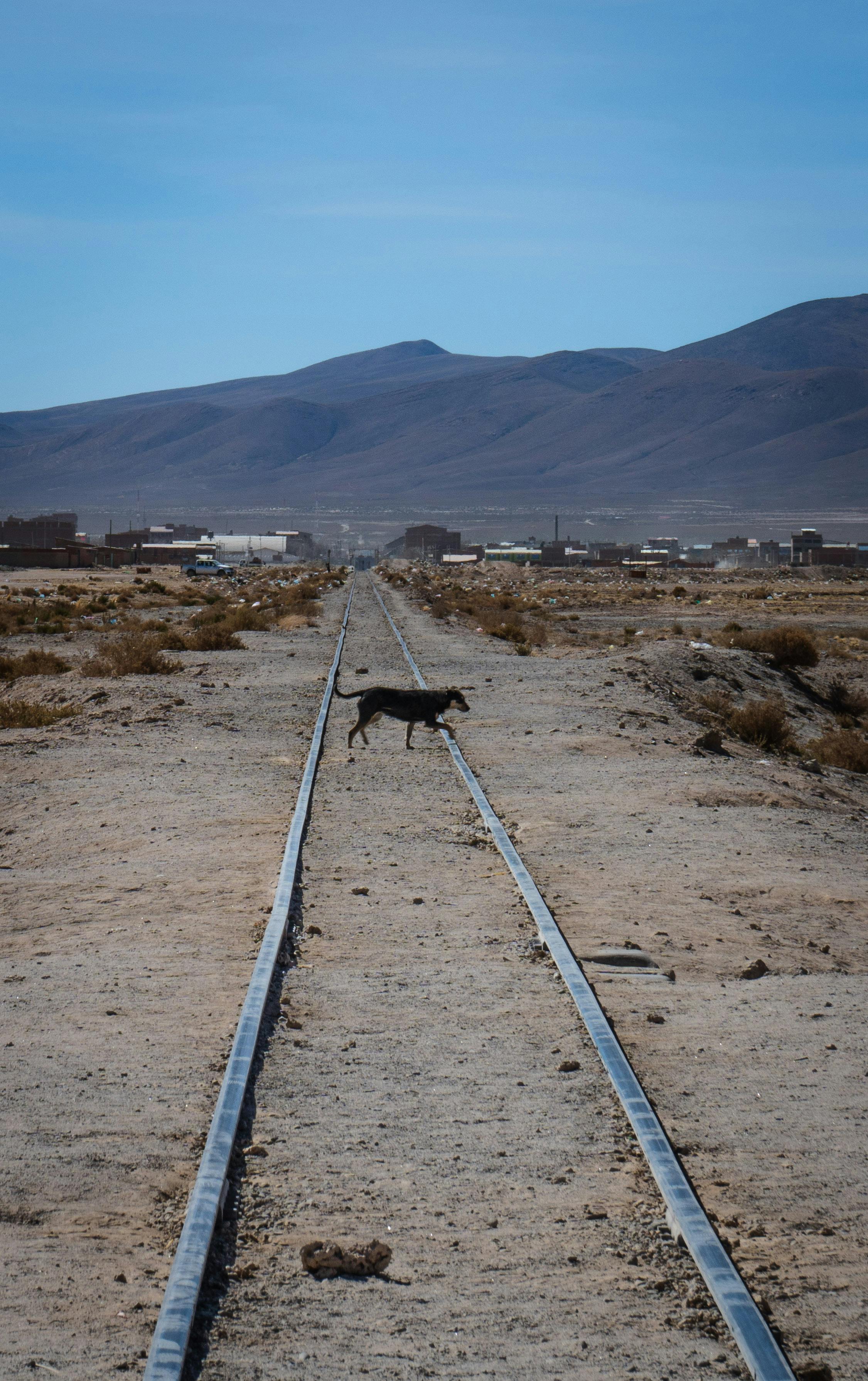 Stray Dog Crossing Railway on Desert · Free Stock Photo