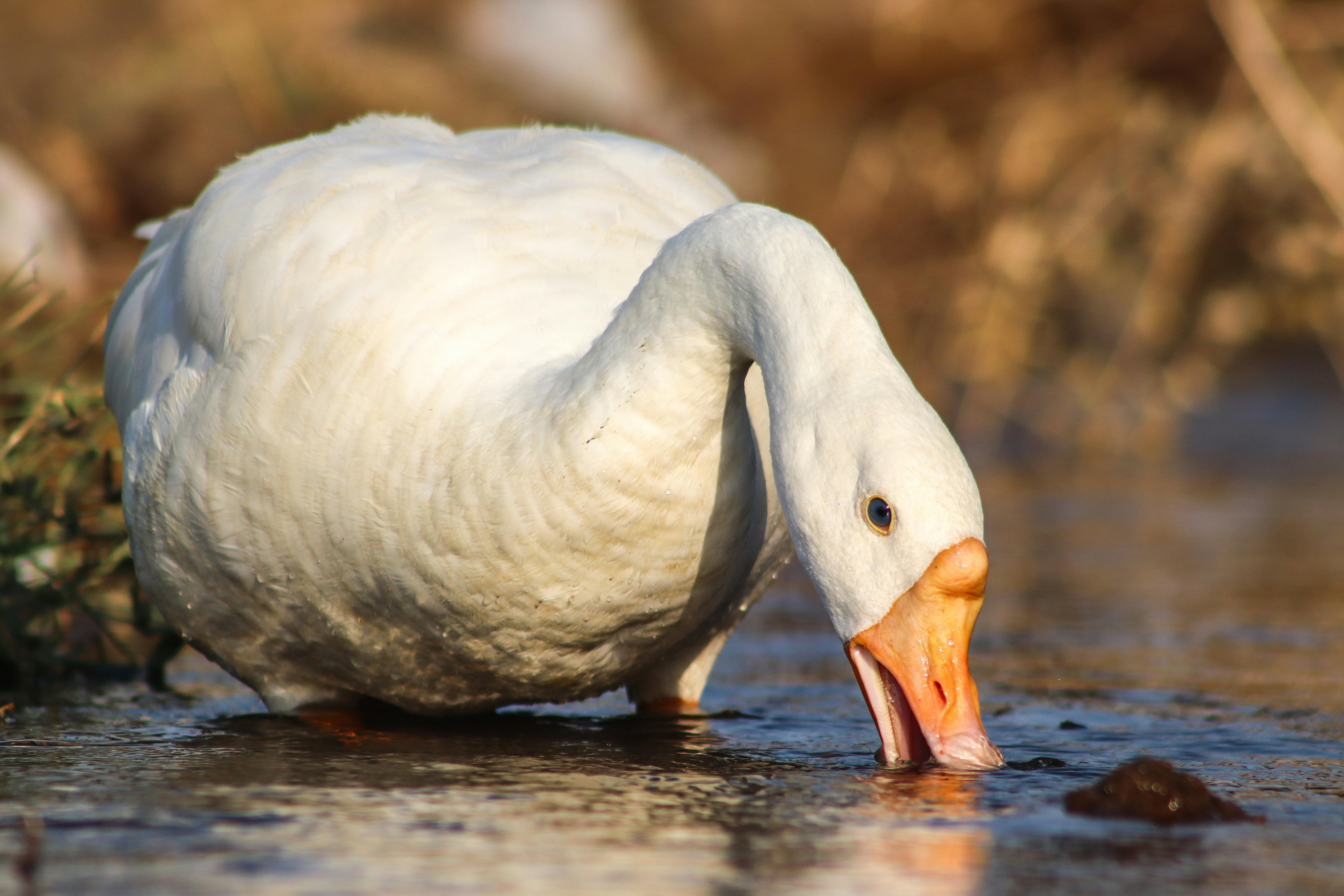 Goose on Lakeshore · Free Stock Photo
