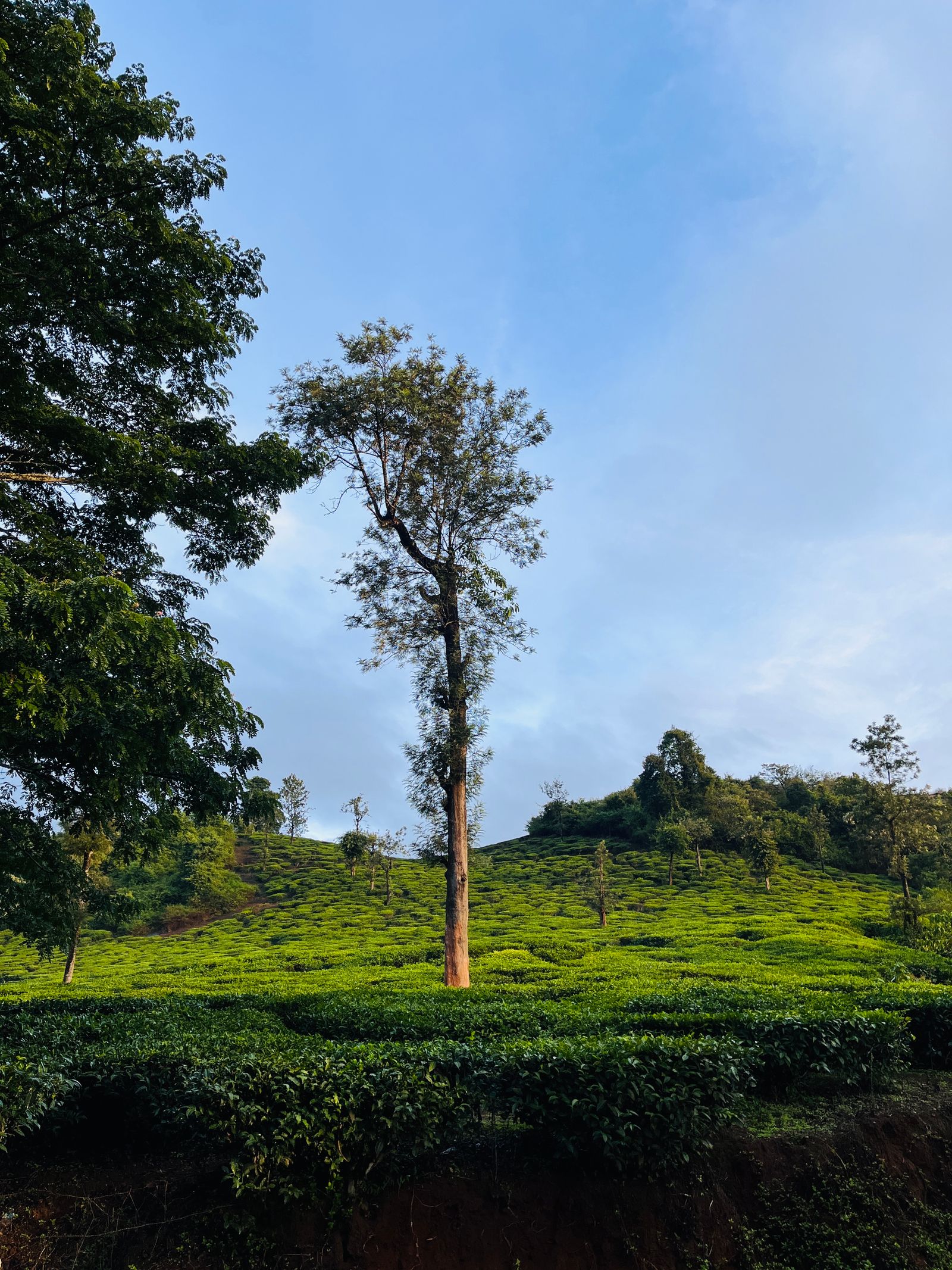 Wayanad Photos, Download The BEST Free Wayanad Stock Photos & HD Images