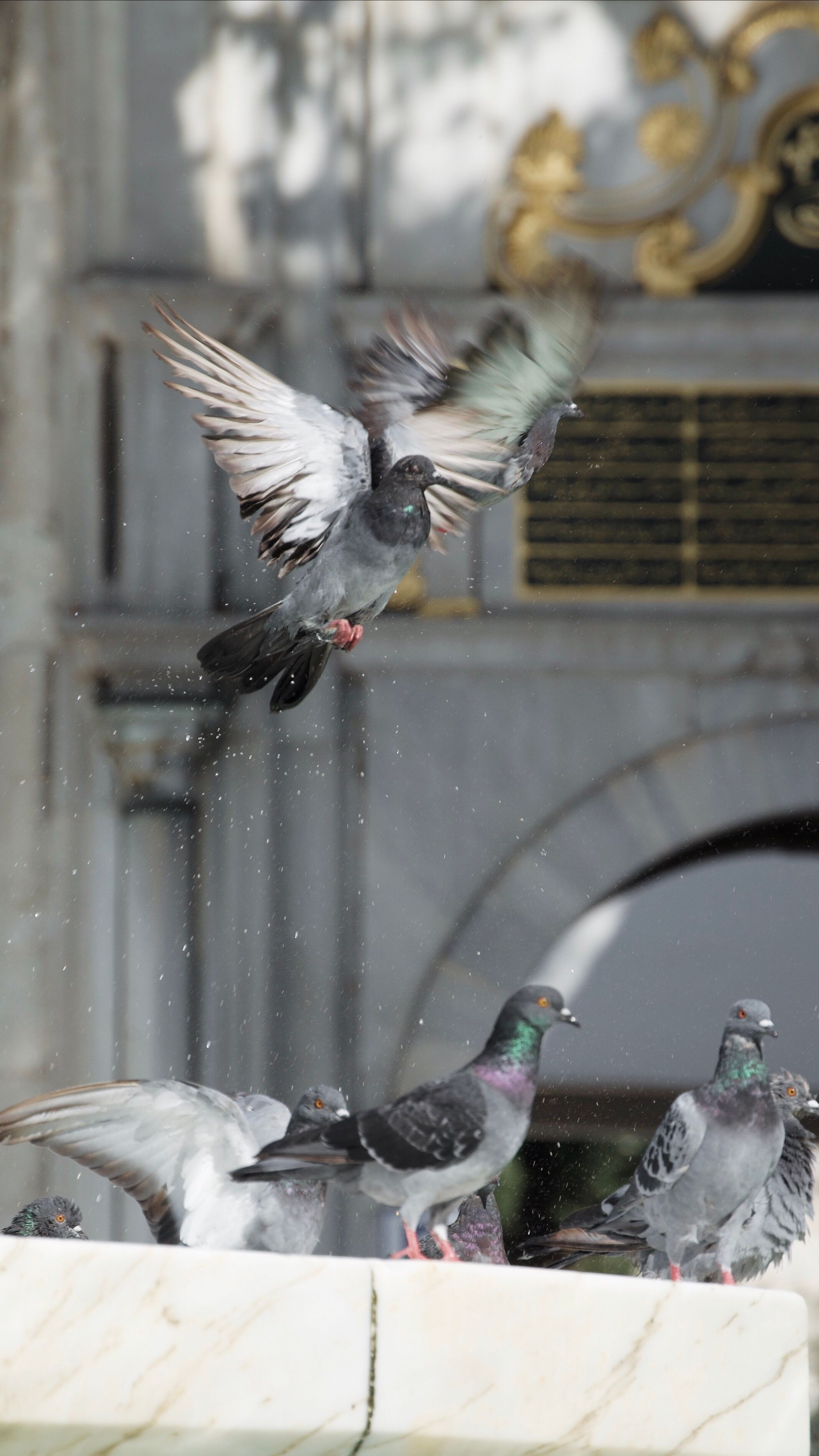 Pigeon · Free Stock Photo