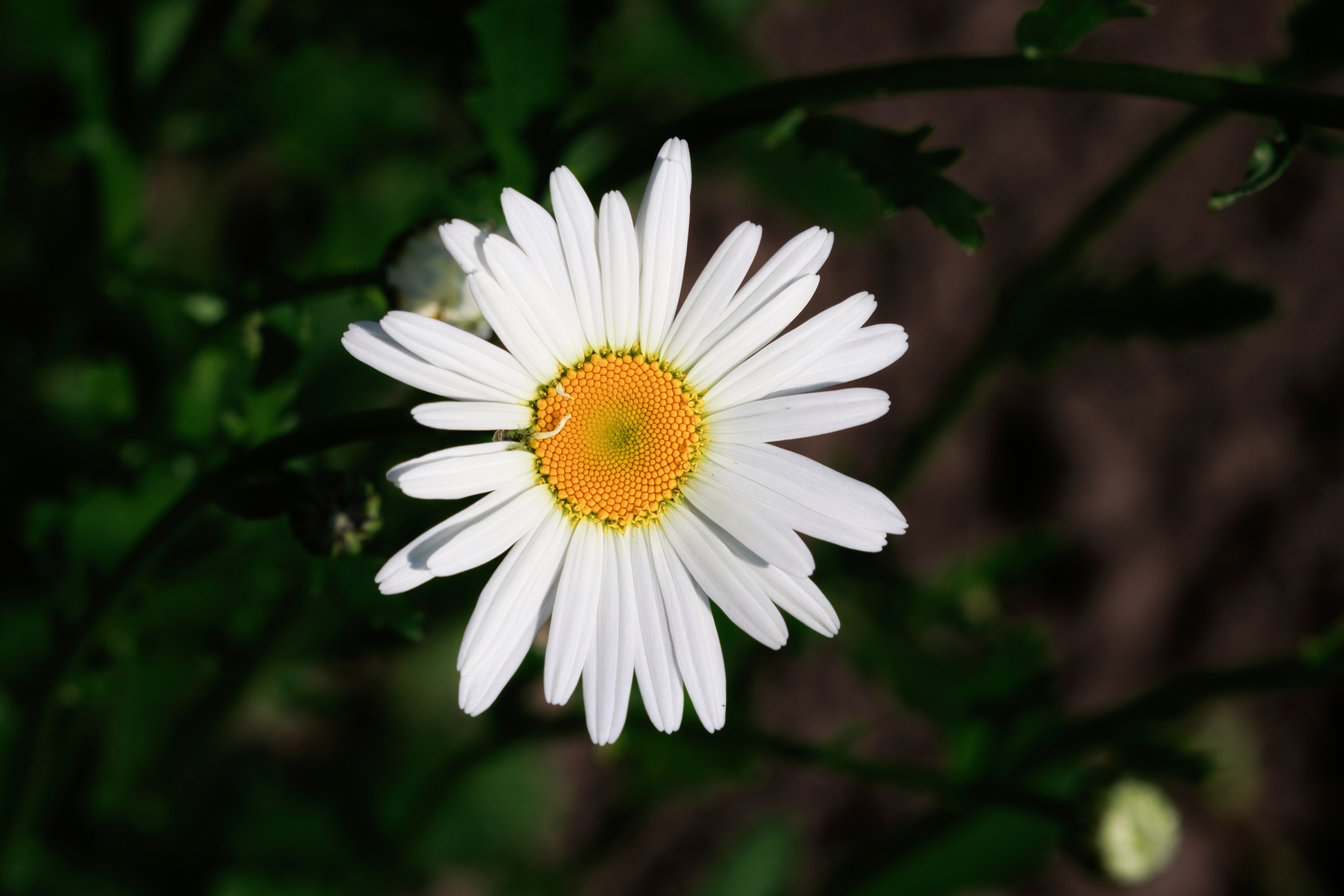 500 000+ Horizontal Daisy Background banque d’images et photos libres ...