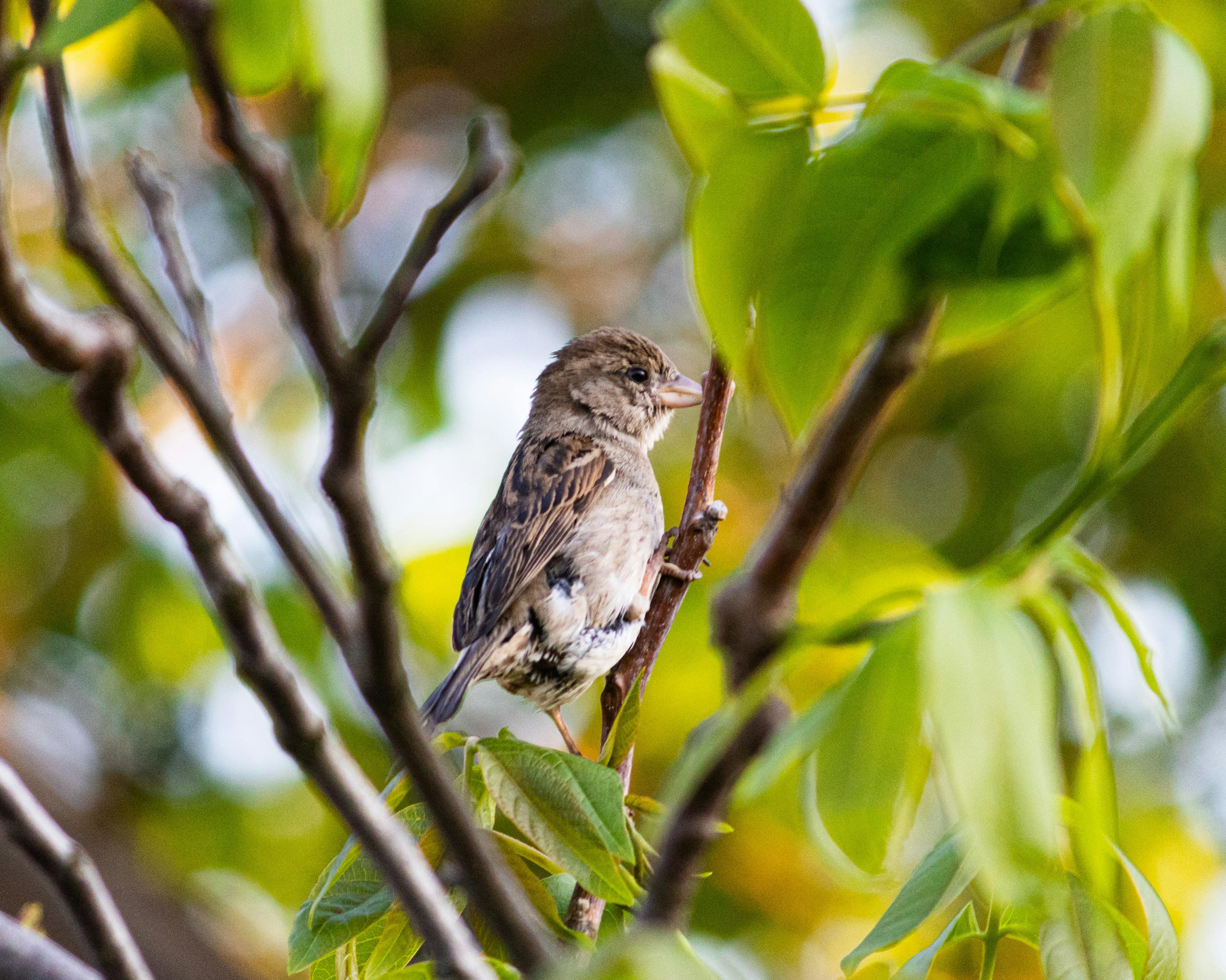 Passerine on Tree · Free Stock Photo