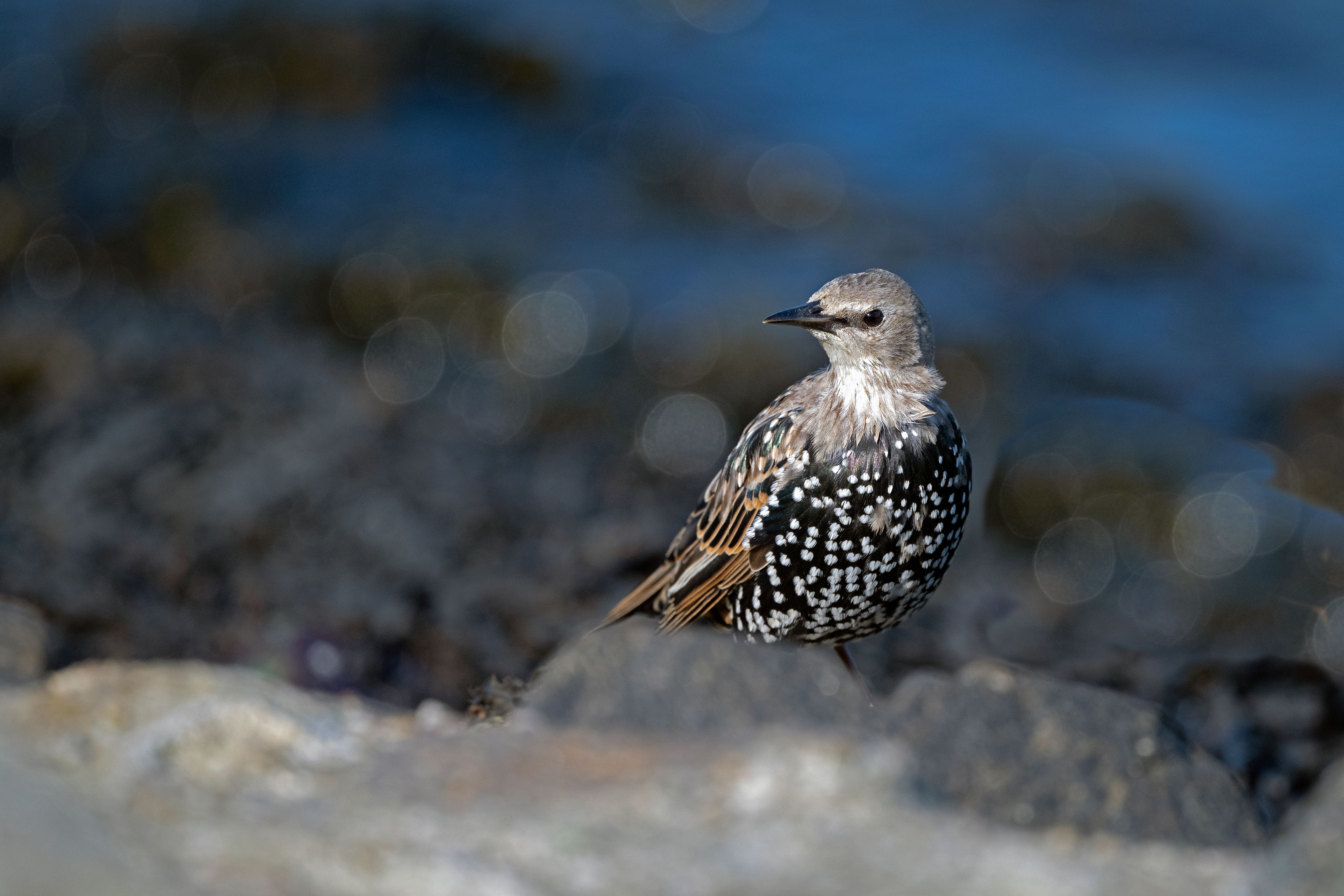 Close-up of European Starling on Beach Rocks · Free Stock Photo