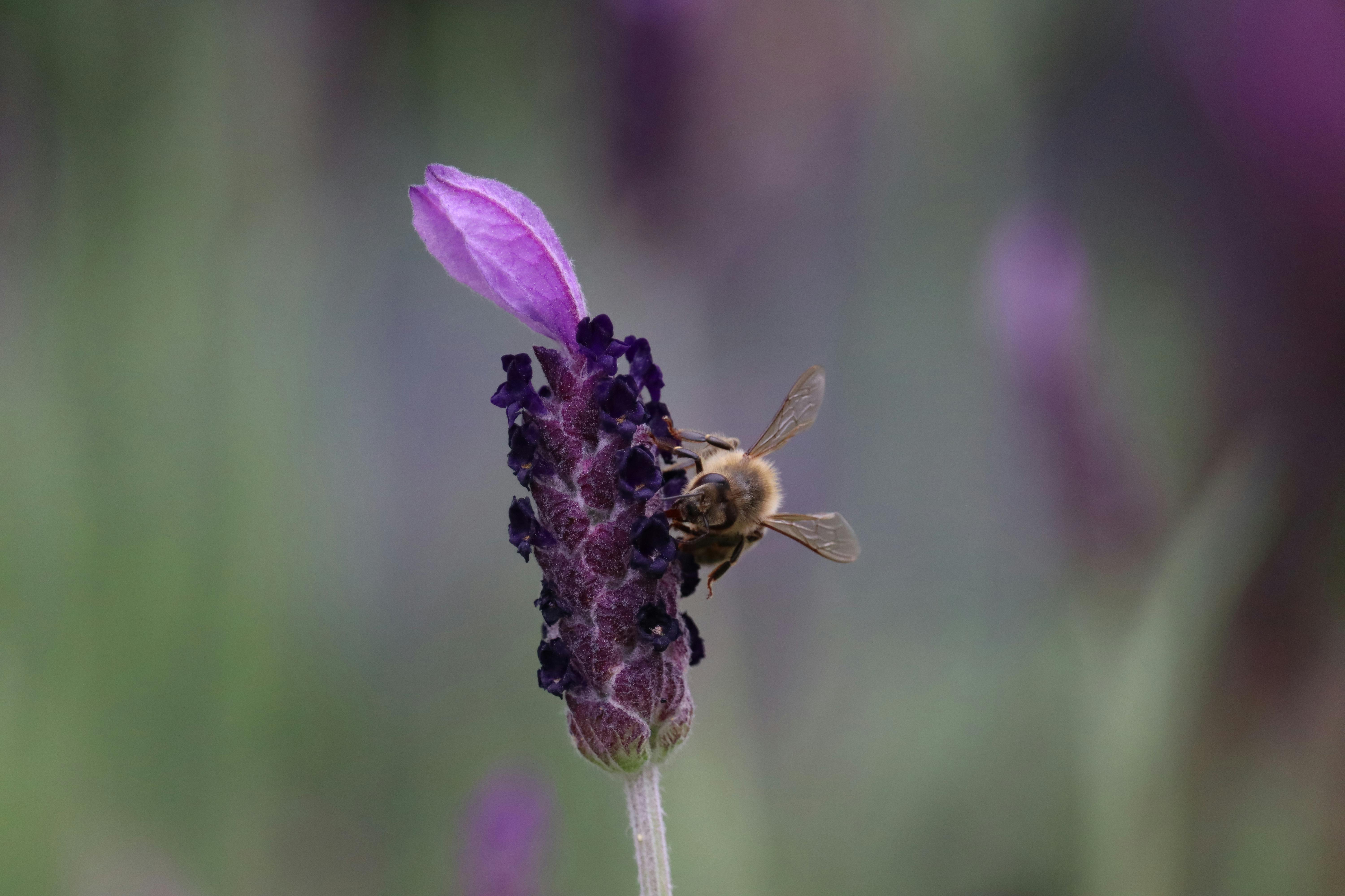 Lavender Bee · Free Stock Photo