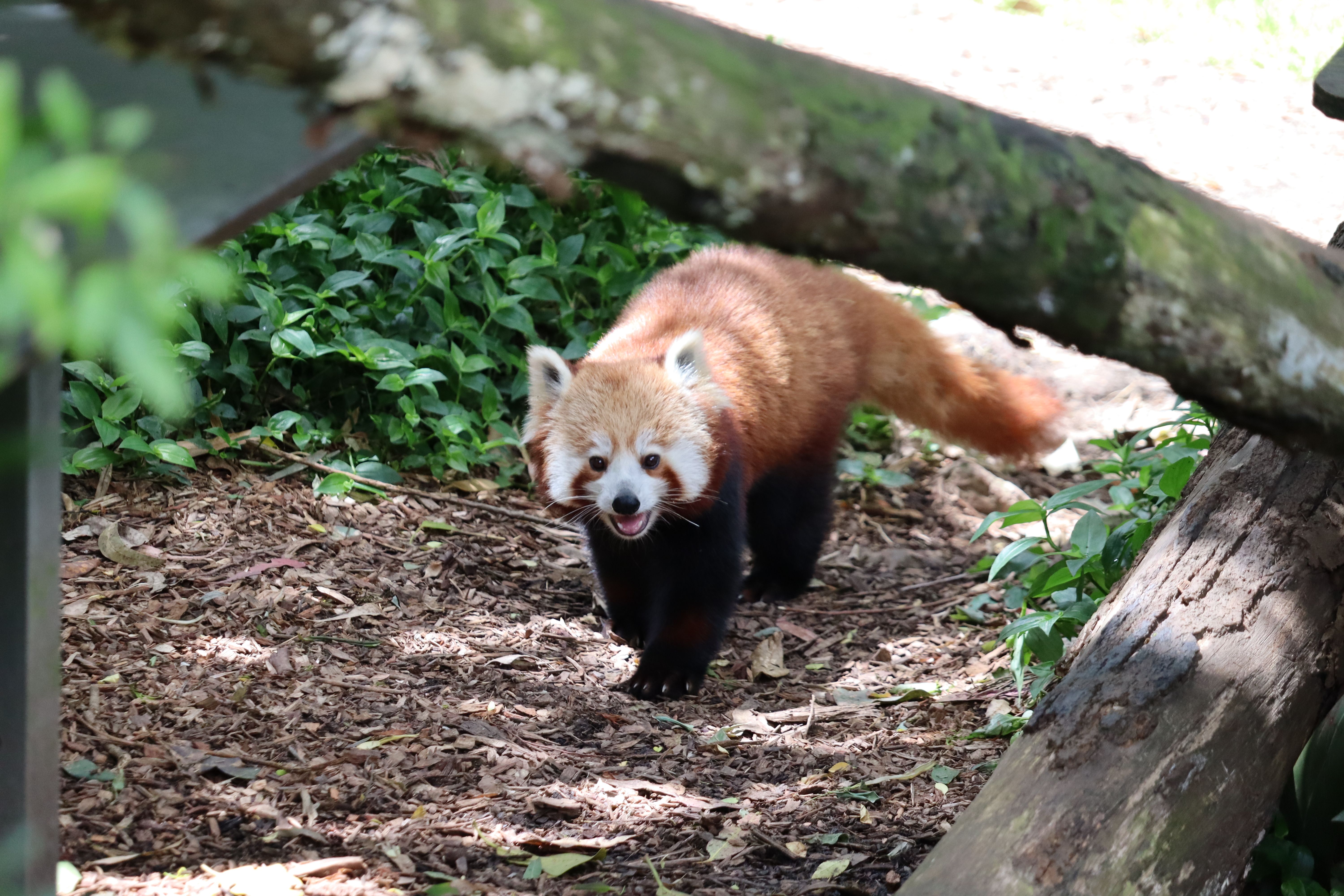 Cheery Red Panda · Free Stock Photo