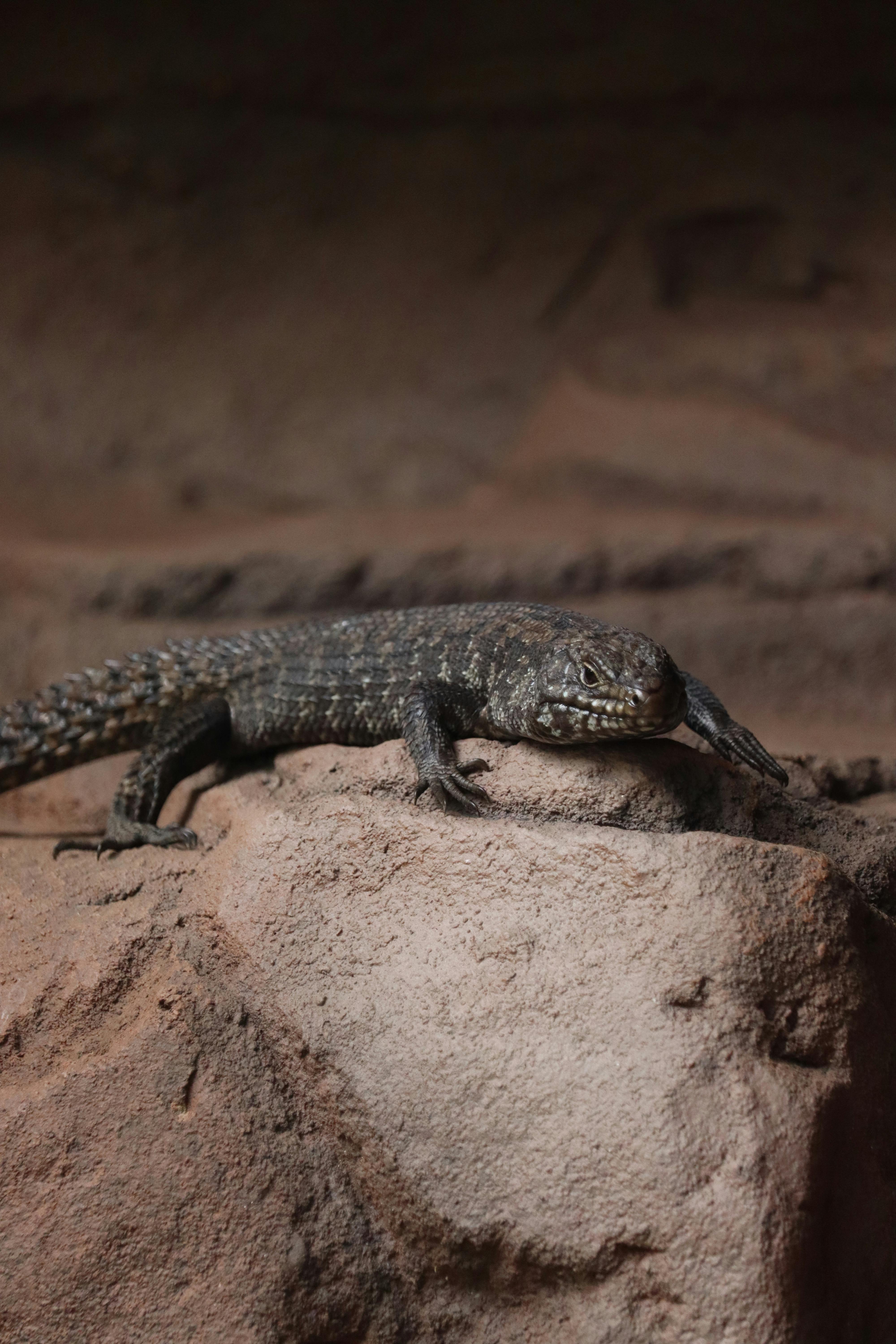 Vertibrate Photos, Download The BEST Free Vertibrate Stock Photos & HD ...