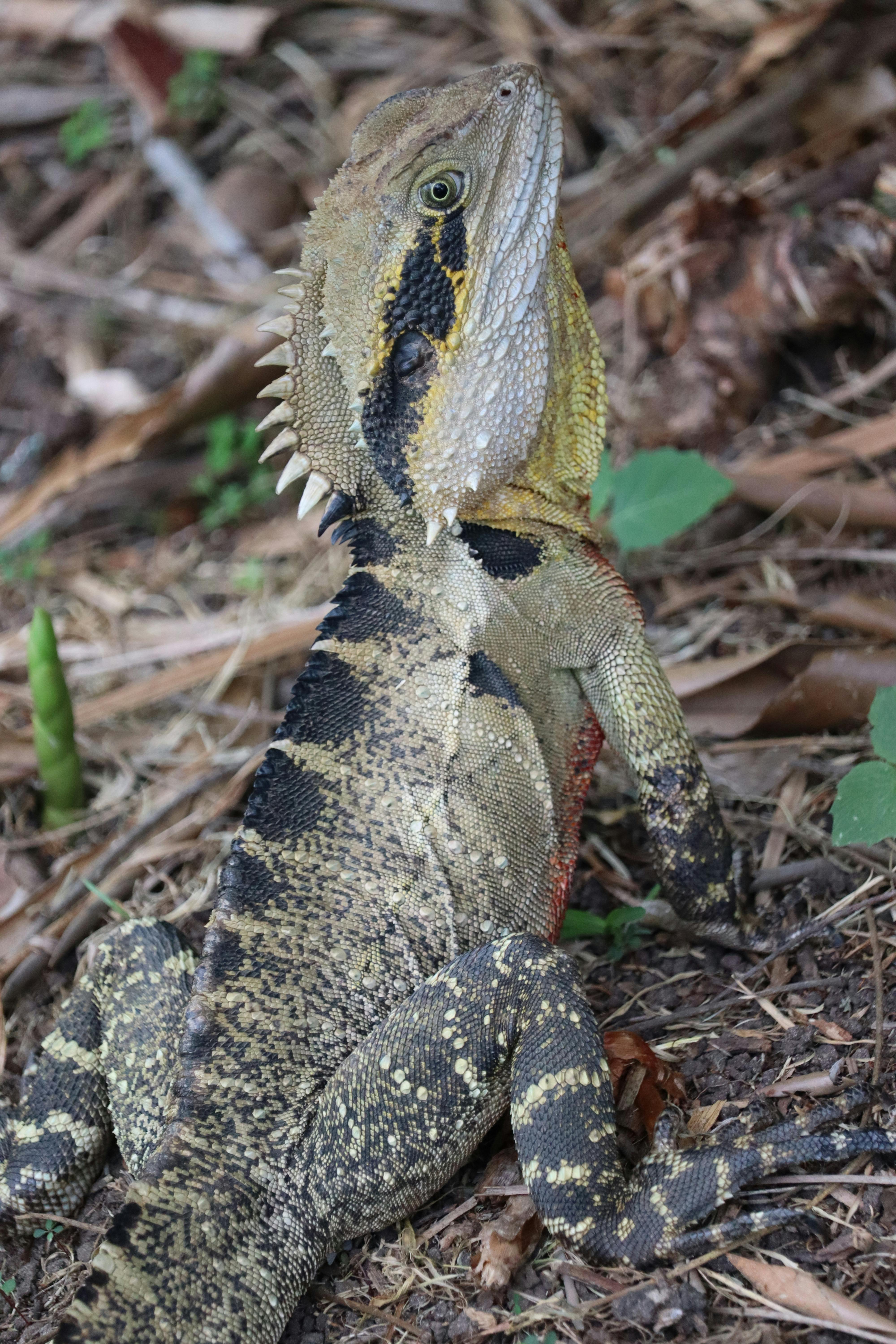Detailed Lizard · Free Stock Photo