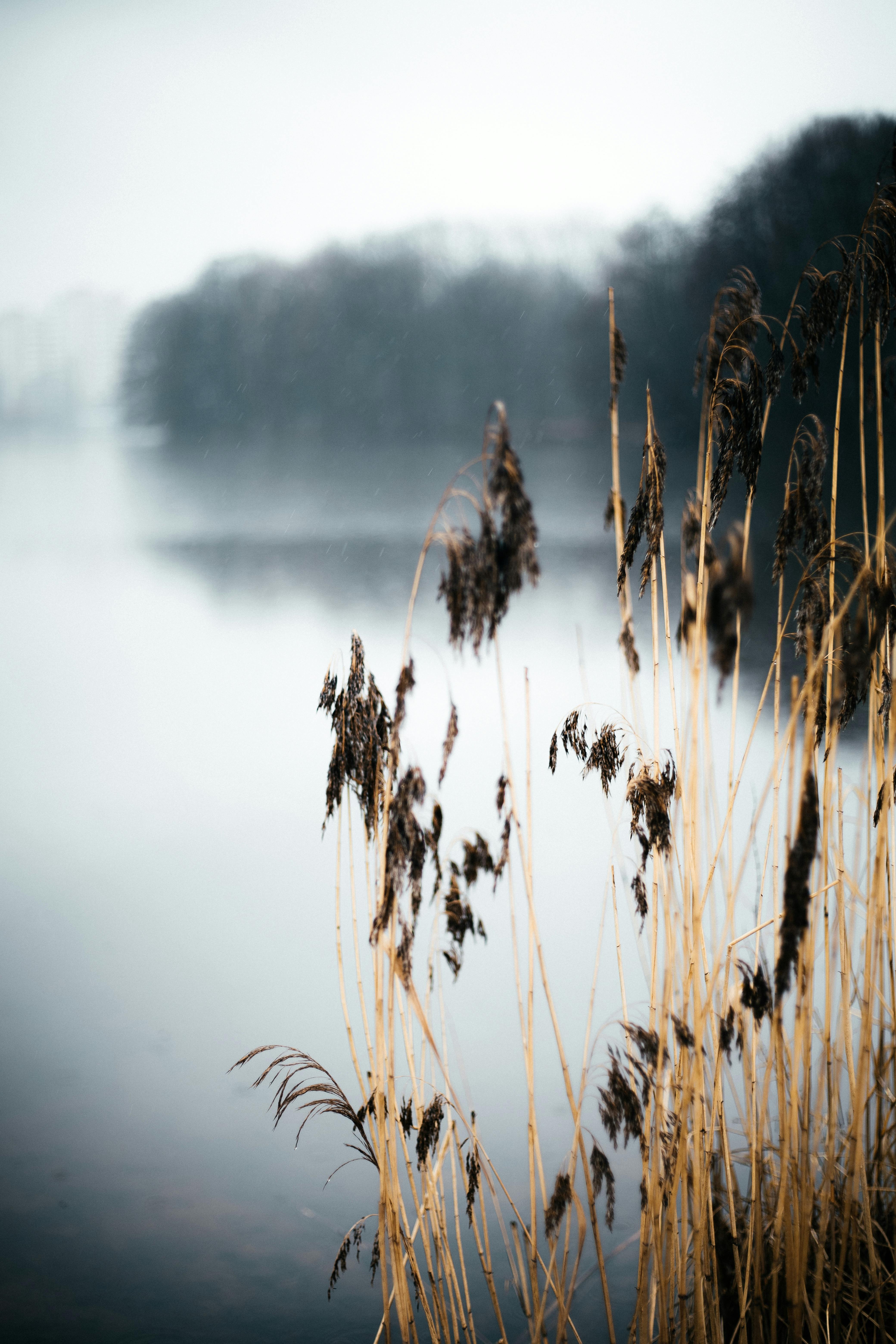 A lake with reeds in the fog · Free Stock Photo