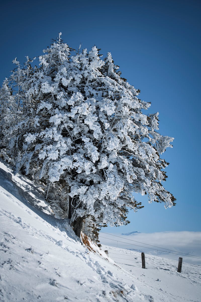 Winter Tree Photos, Download The BEST Free Winter Tree Stock Photos ...