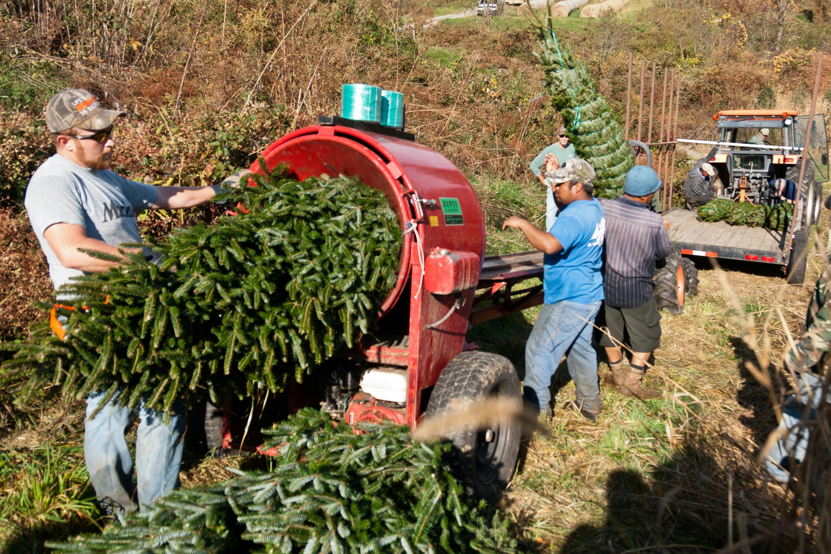 Farmers Harvesting Pine Trees · Free Stock Photo