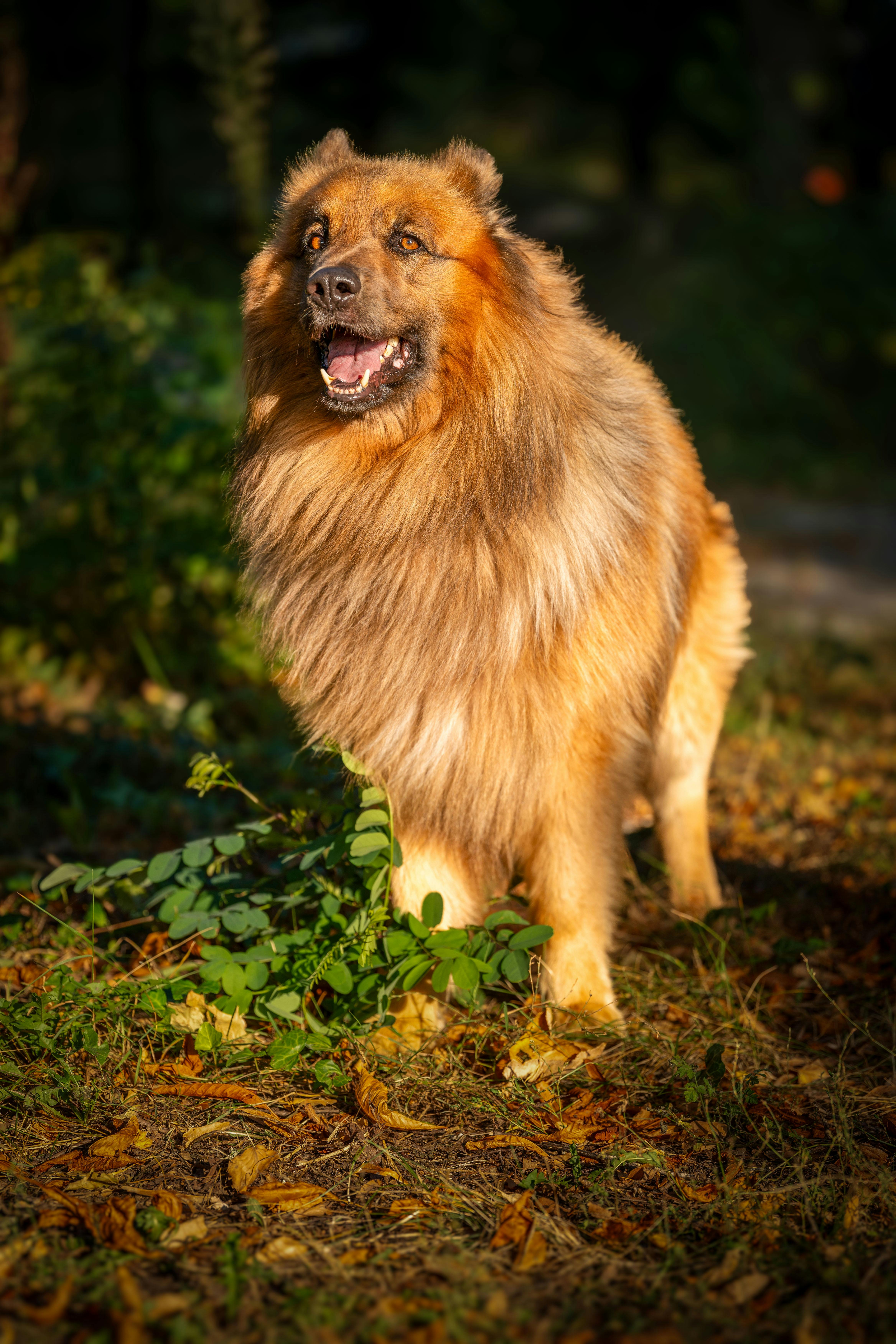 Porträt Harzer Fuchs · Free Stock Photo