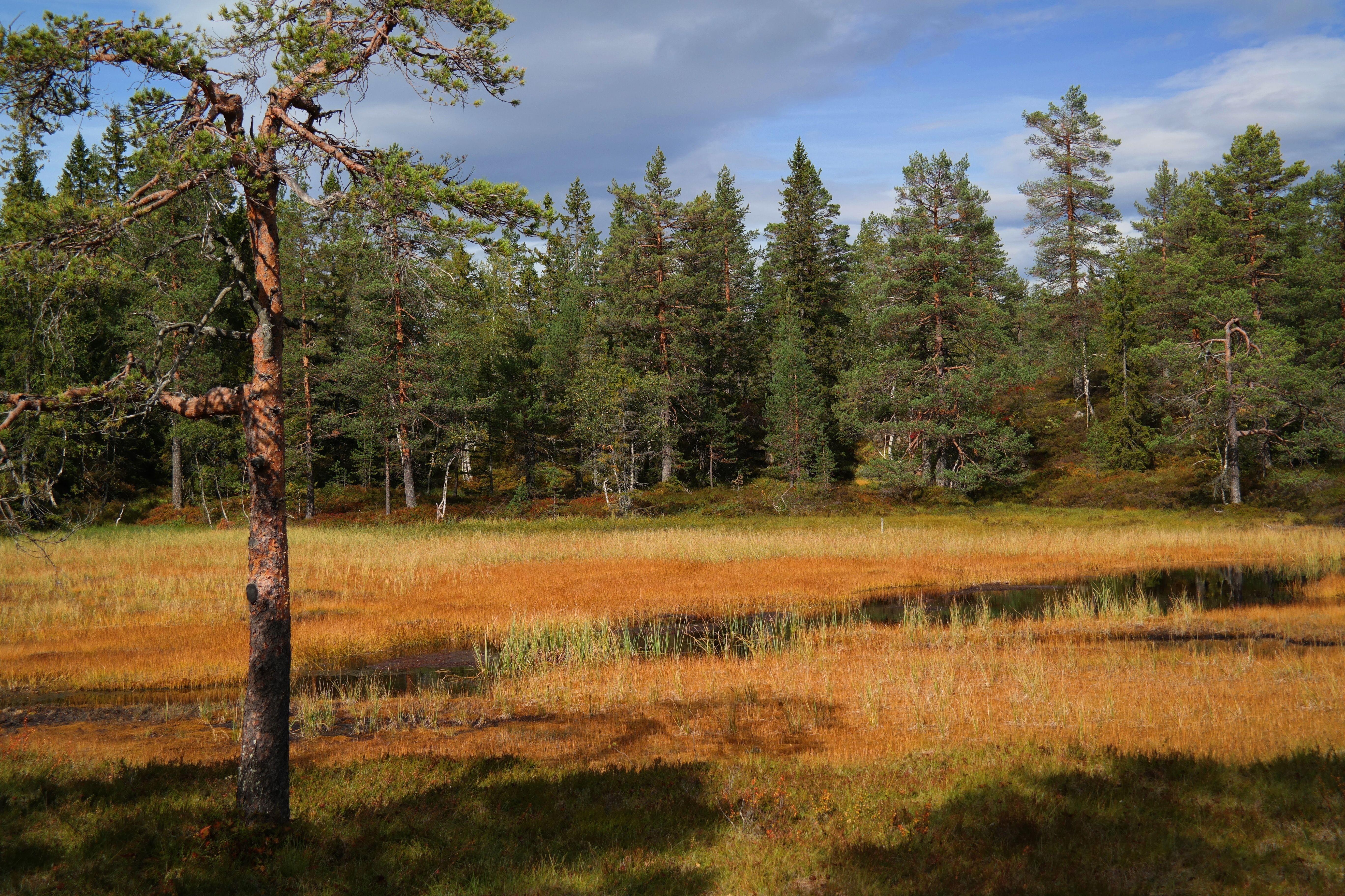 Gratis arkivbilde av appelsin, autumn, bartre, blad, boreal, botanisk ...