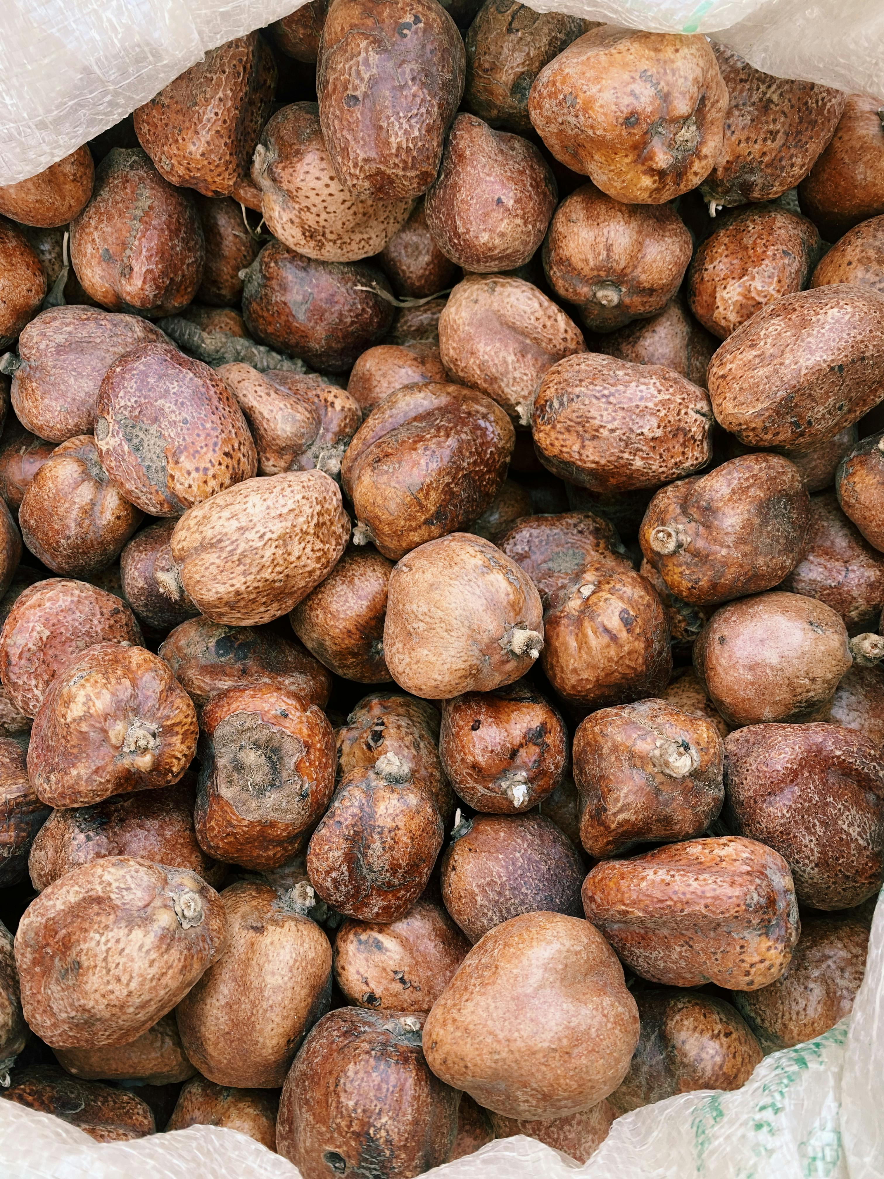 High Quality African Locust Bean Seeds · Free Stock Photo