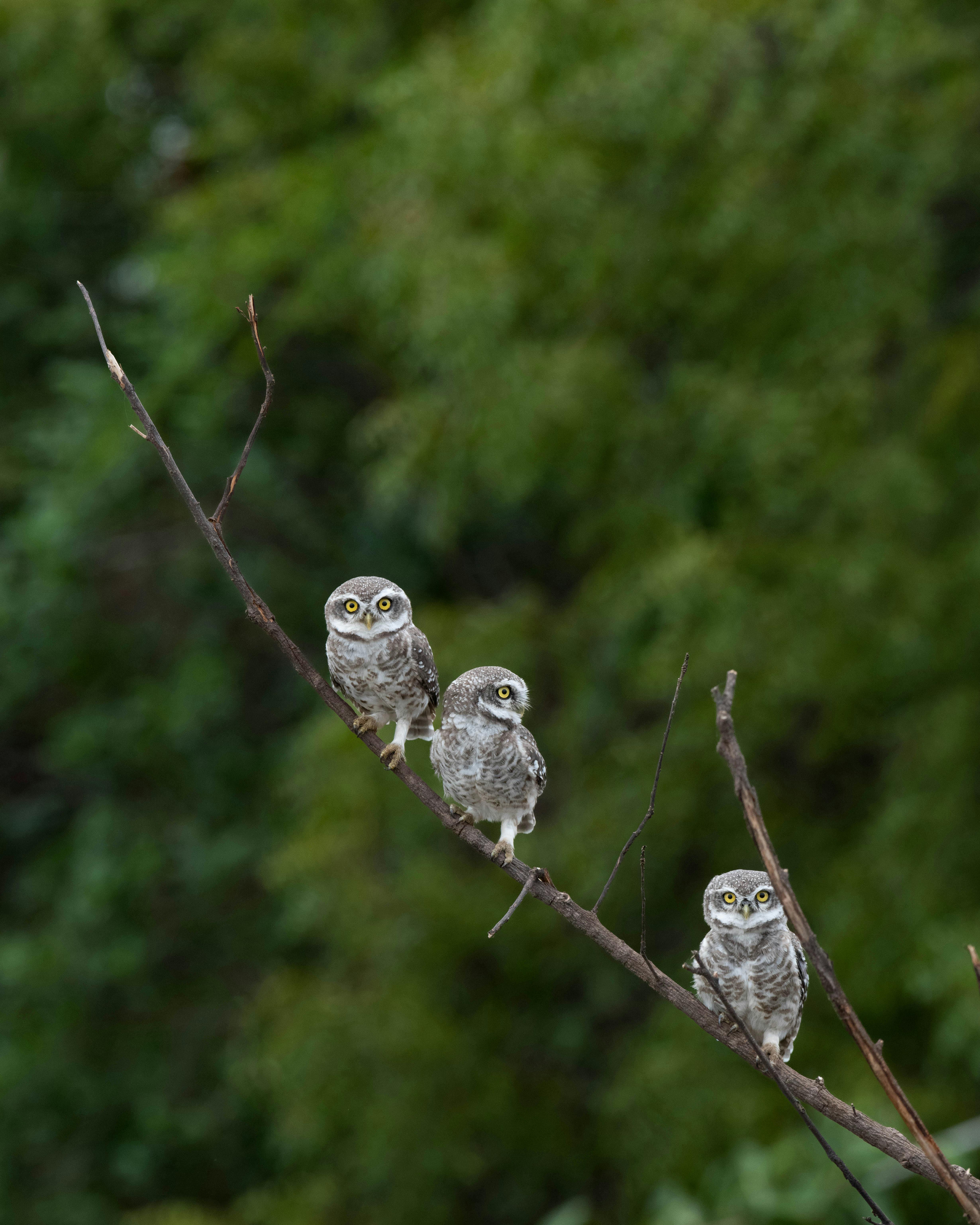 Clos-up of Owls Perching on a Branch · Free Stock Photo