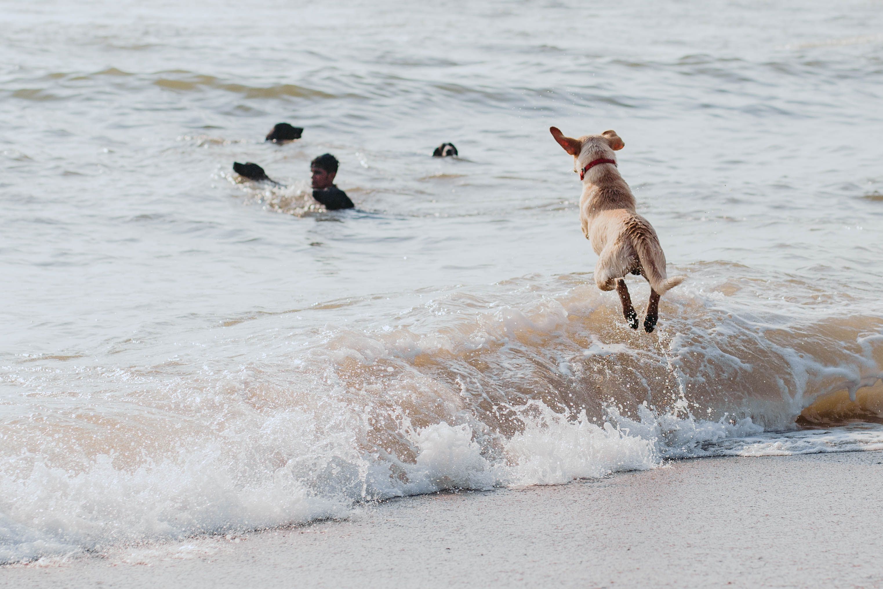 Dogs Jumping On Human Photos, Download The BEST Free Dogs Jumping On ...