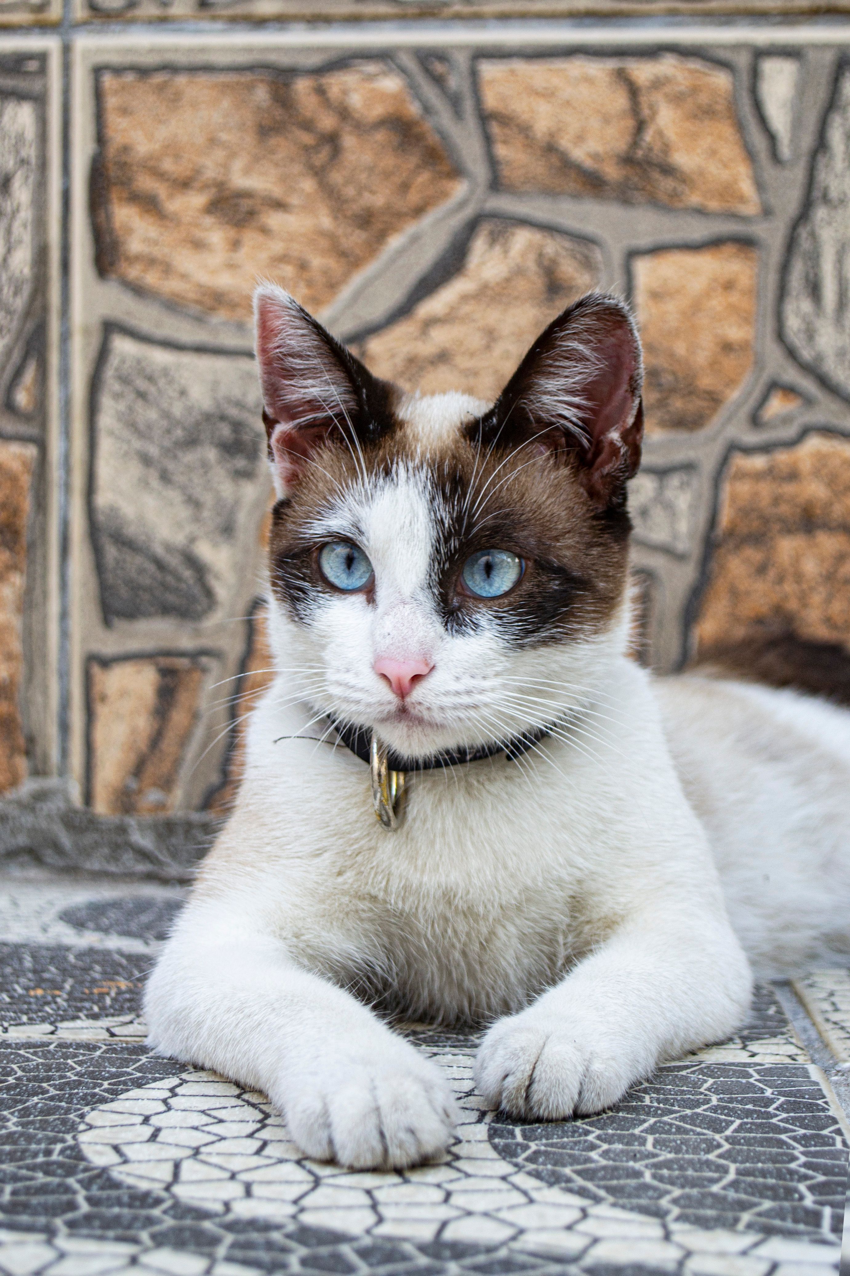 A Cute Furry Cat · Free Stock Photo