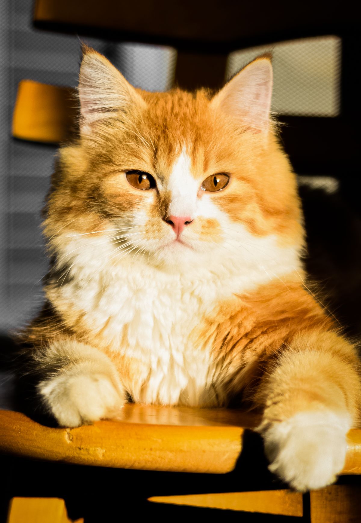 Orange Cat Wallpaper Photos, Download The BEST Free Orange Cat ...