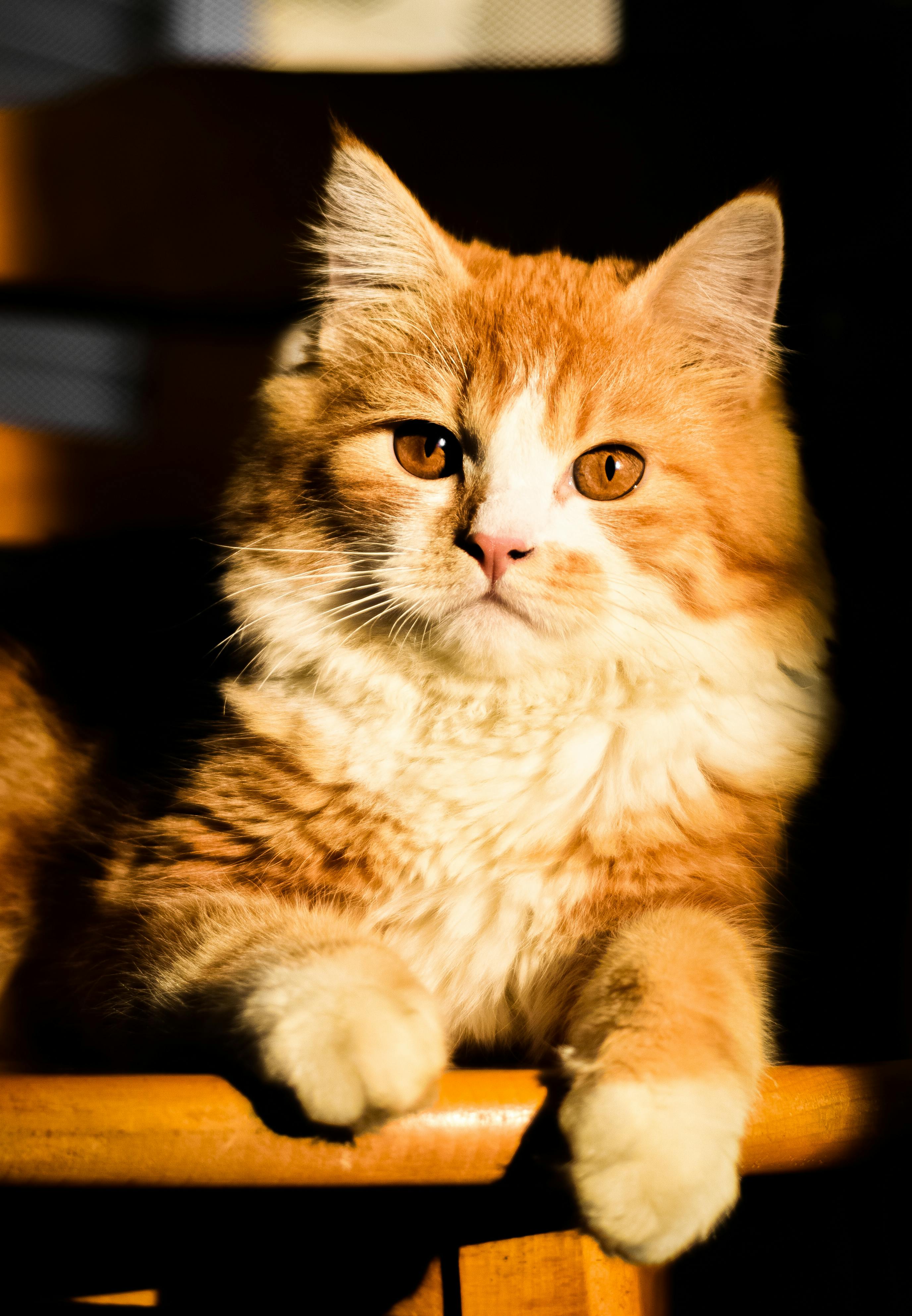 Orange Cat Wallpaper Photos, Download The BEST Free Orange Cat ...
