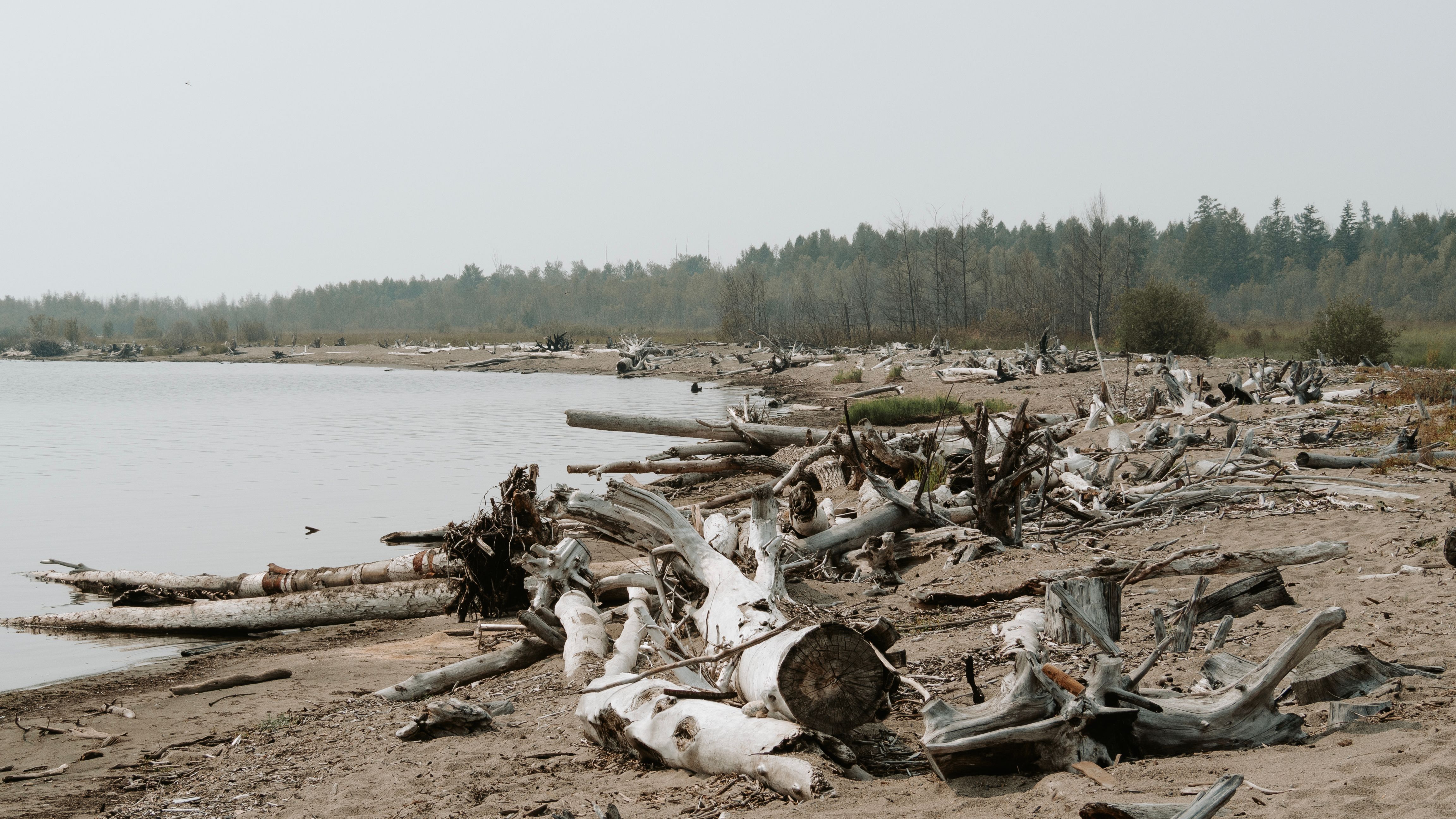 A beach with dead trees and water · Free Stock Photo