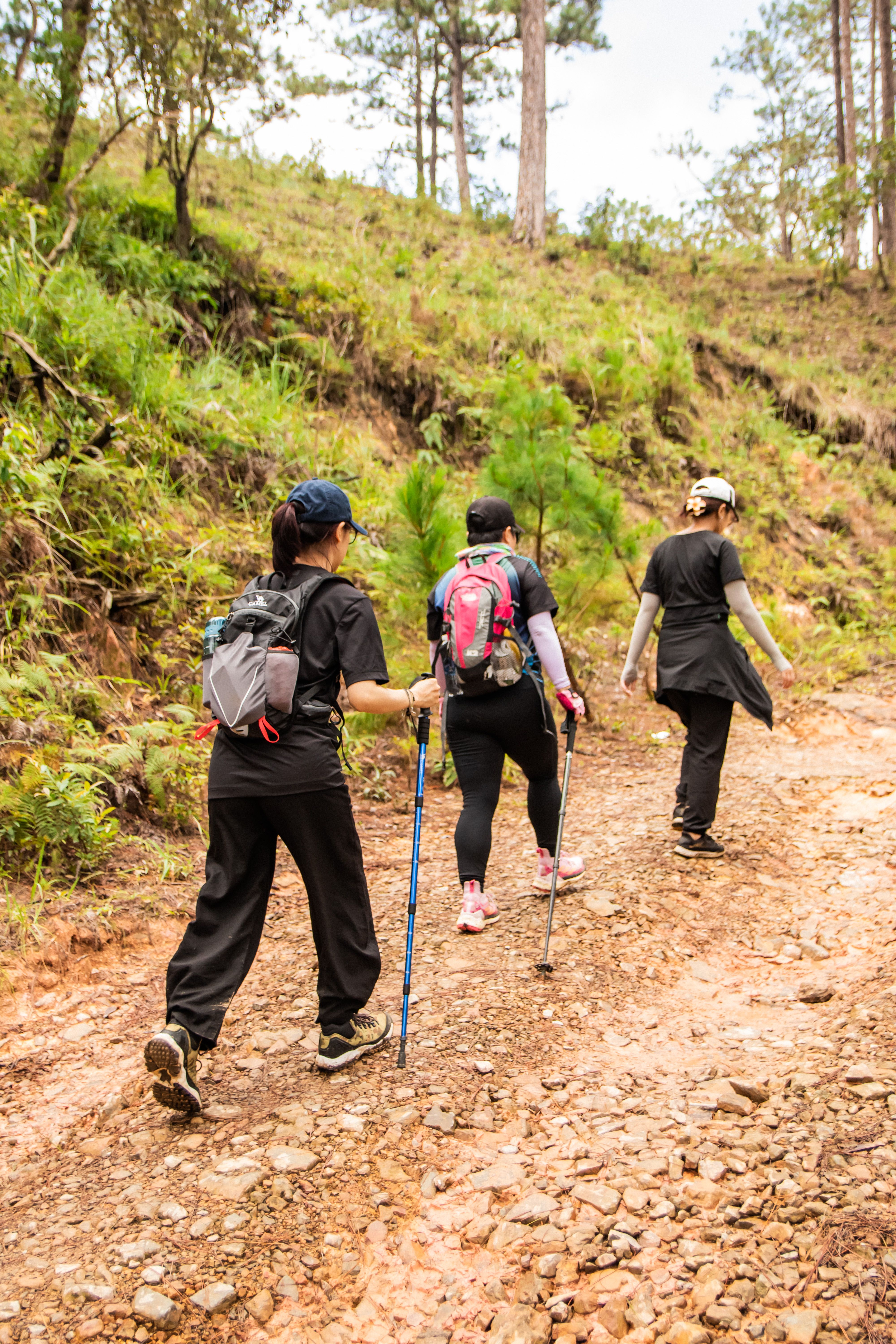 Group of People Walking in Forest · Free Stock Photo