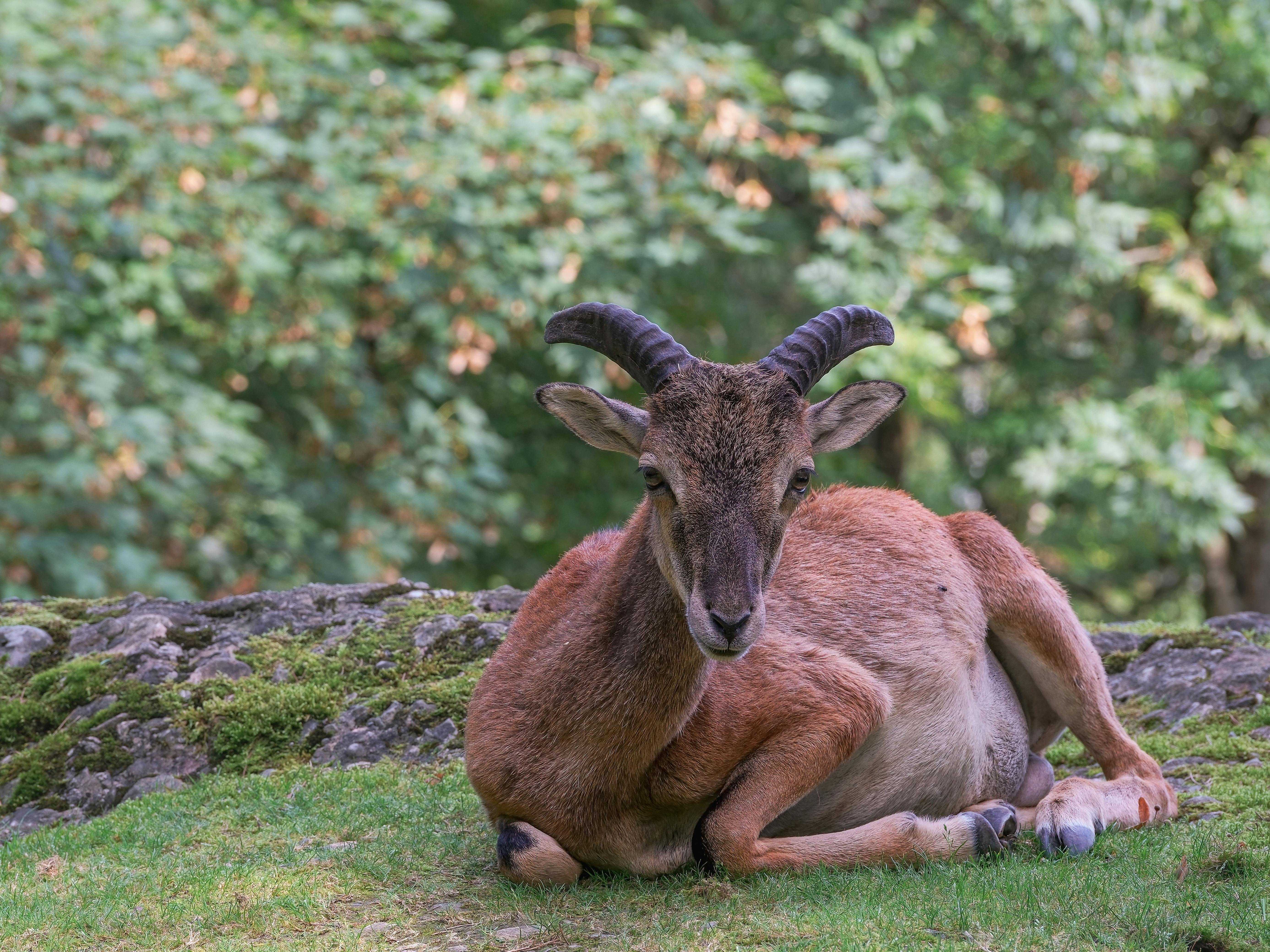 A goat laying down on the grass in the forest · Free Stock Photo