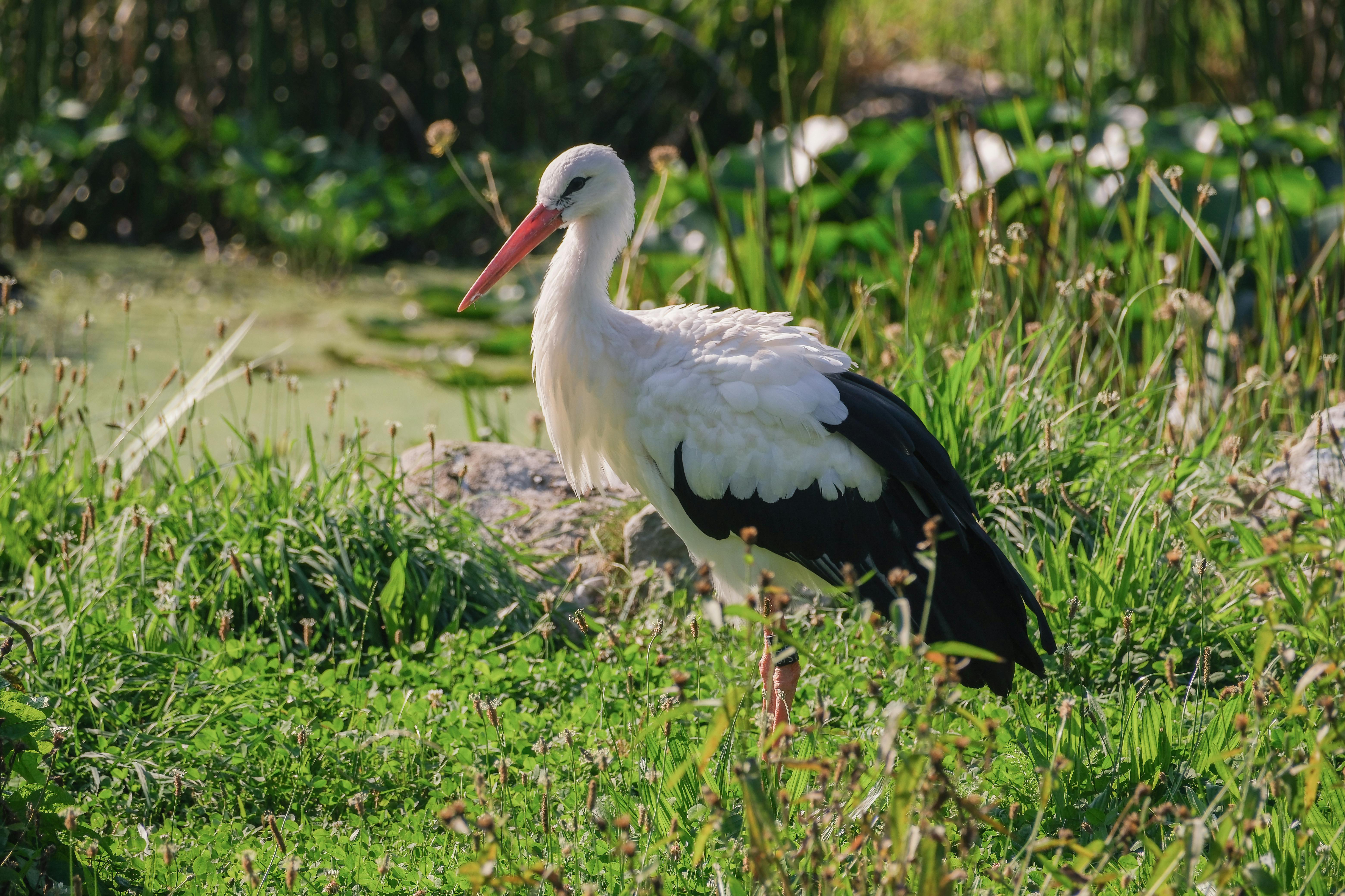 A white stork standing in the grass near water · Free Stock Photo